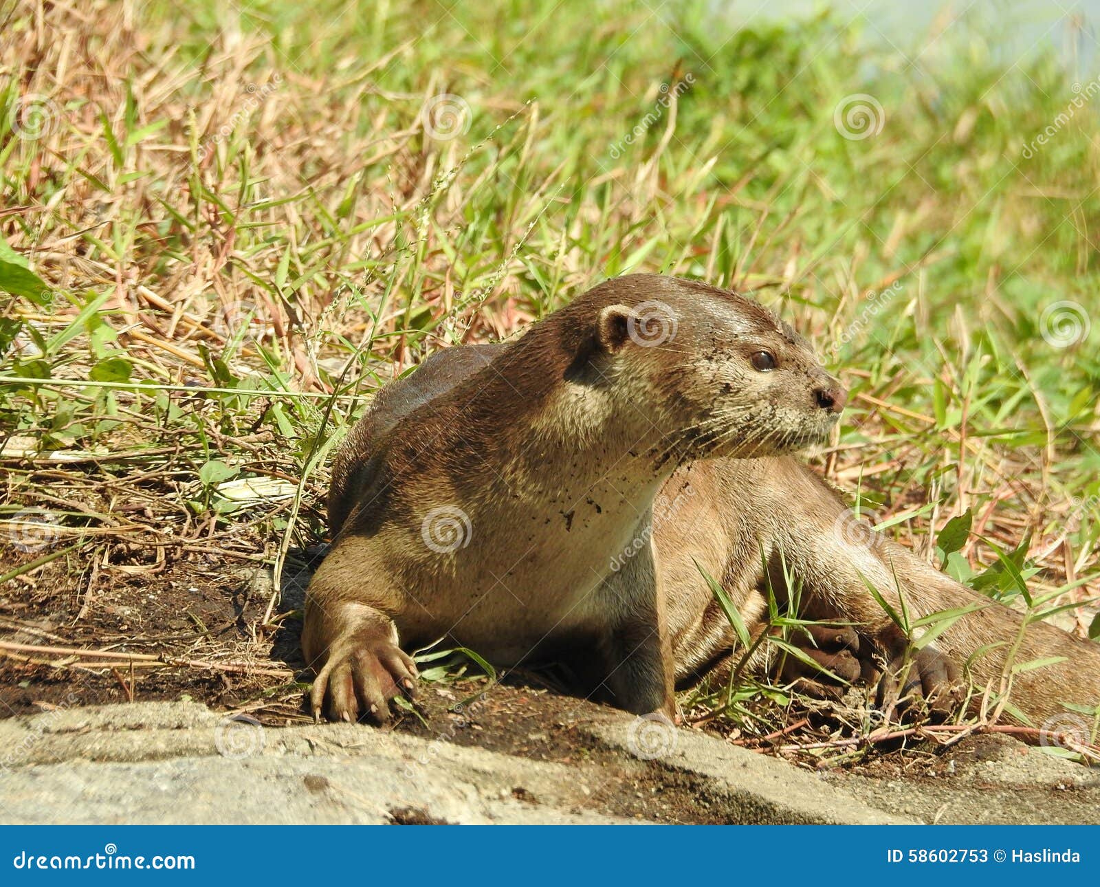 Male Smooth Coated Otter stock image. Image of wildlife - 58602753