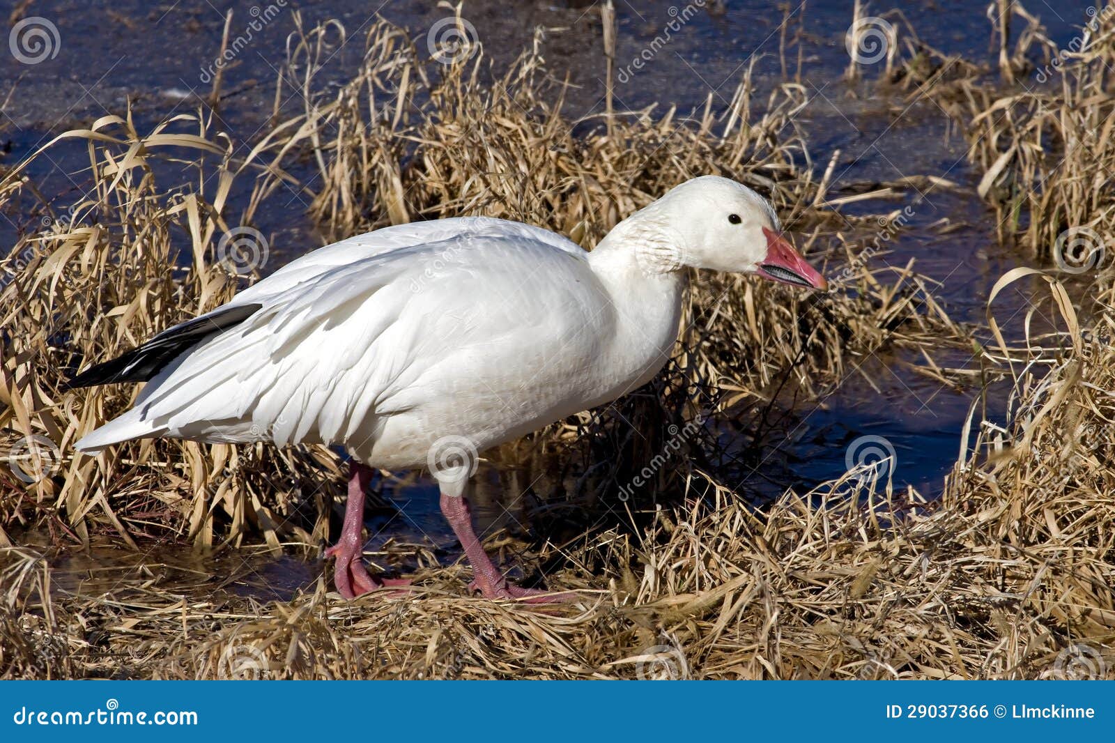 Male Snow Goose stock photo. Image of pond, migration - 29037366