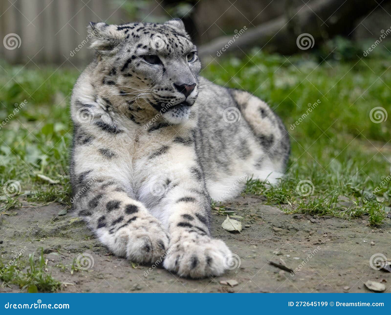 Male Snow Leopard, Panthera Uncia, Lies and Observes the Surroundings ... Male Snow Leopard, Panthera Uncia, Lies and Observes the Surroundings ...