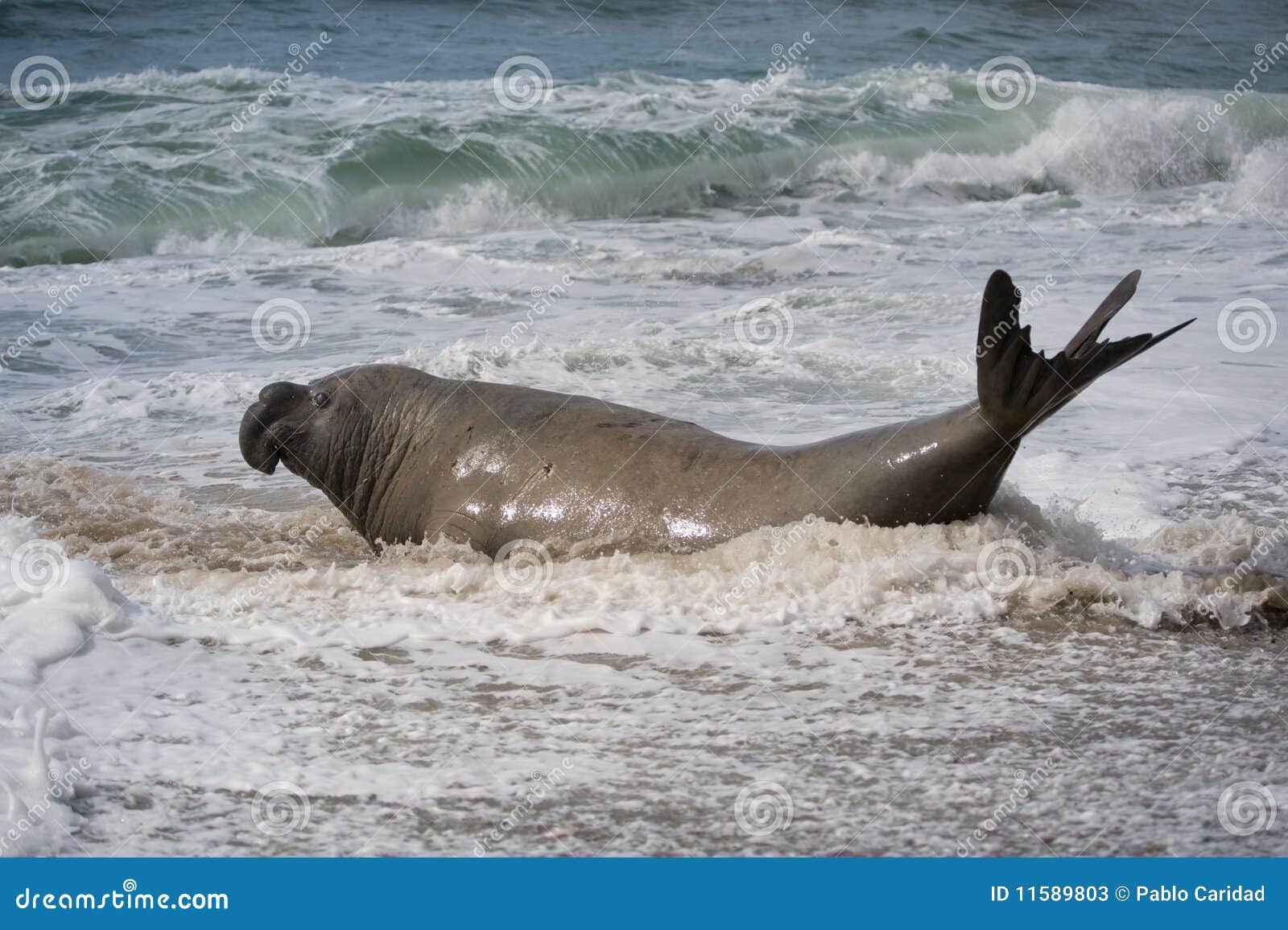 Male Southern Elephant Seal Stock Image - Image of elephant, marine ...