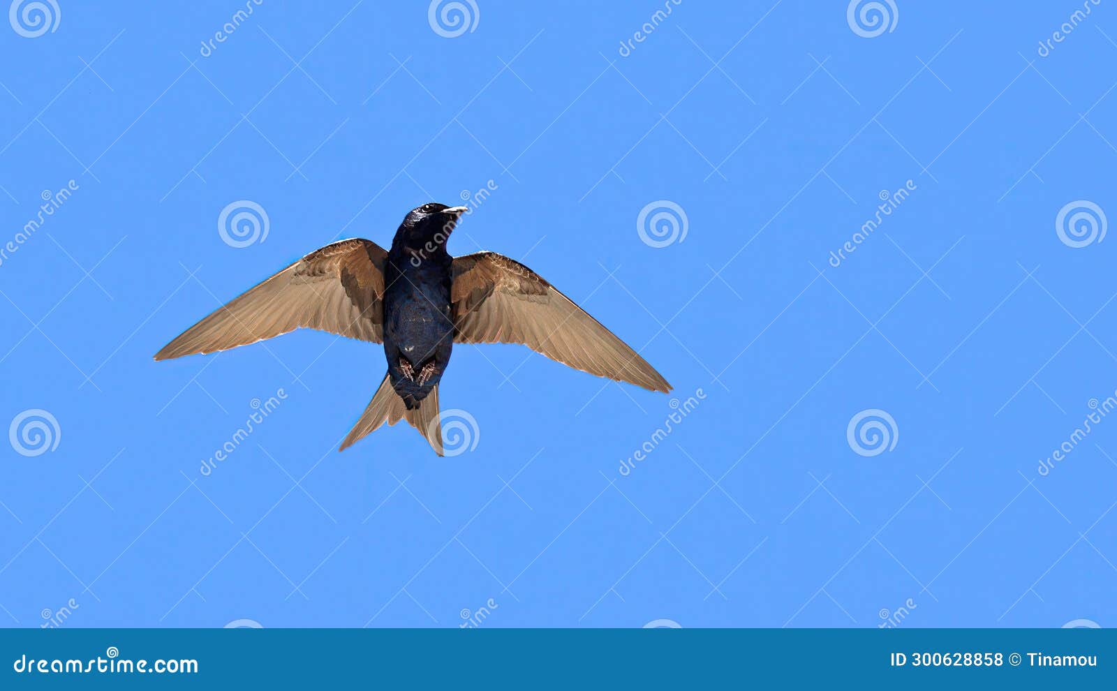 Male Southern Martin in Flight Stock Photo - Image of outdoors ...