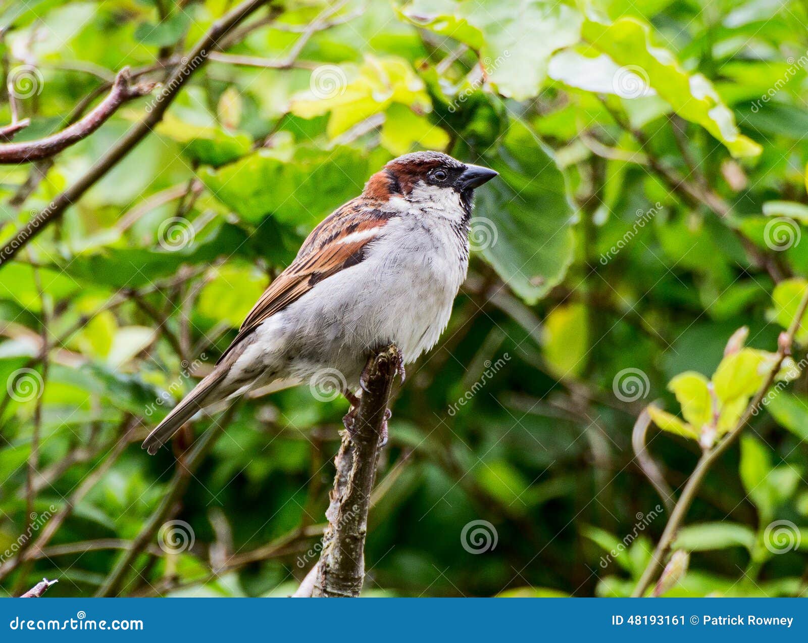 Male Sparrow stock image. Image of sparrow, male, england - 48193161