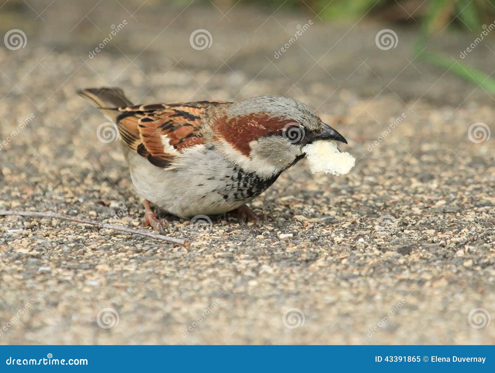 Male sparrow eating stock image. Image of fauna, outdoors - 43391865