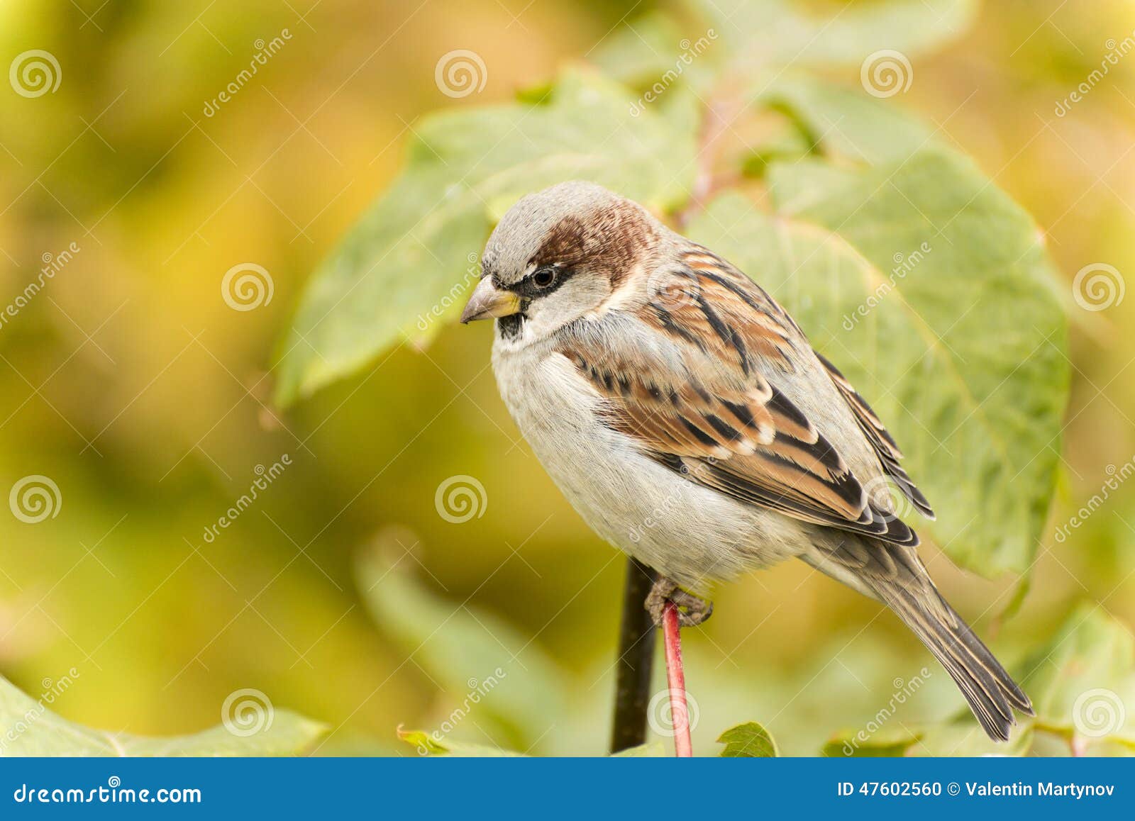 Male Sparrow Sitting on a Branch in Deep Thoughts Stock Photo - Image ...