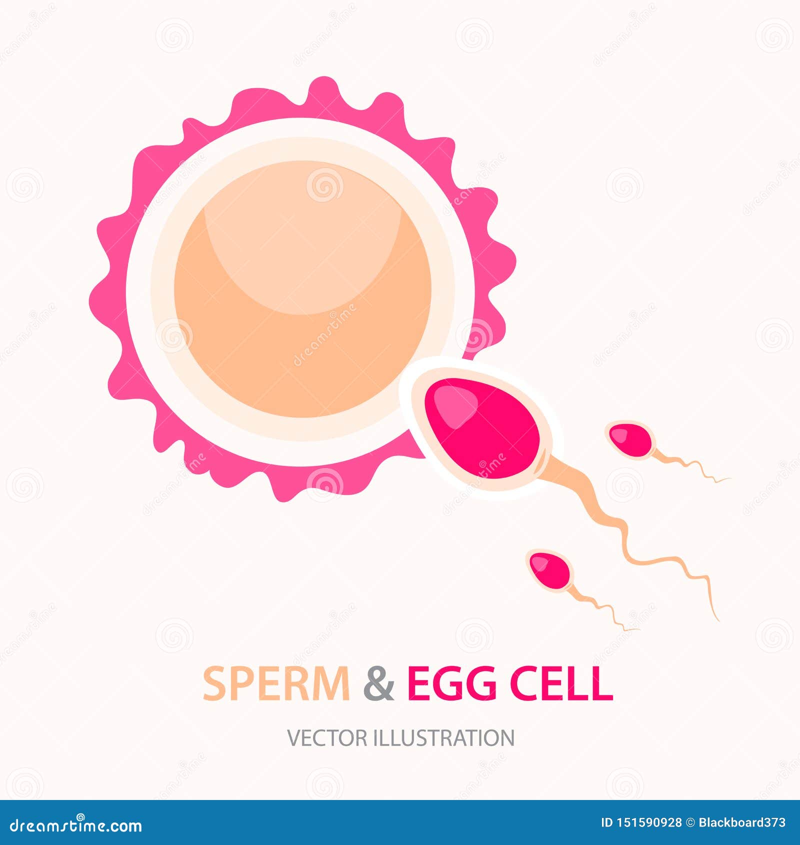 Male Sperm Fertilize Female Egg Fertilization And Ovulation Concept