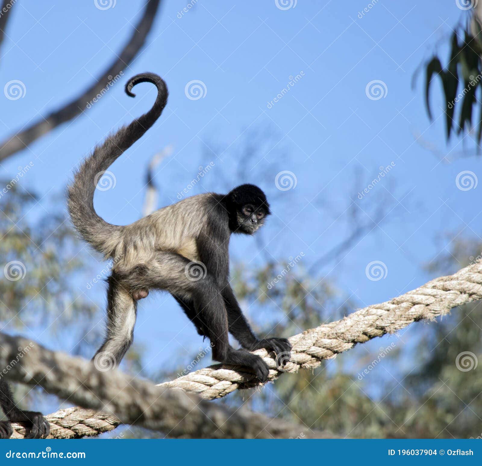 The Spider Monkey is Climbing on a Rope Stock Photo - Image of outside ...