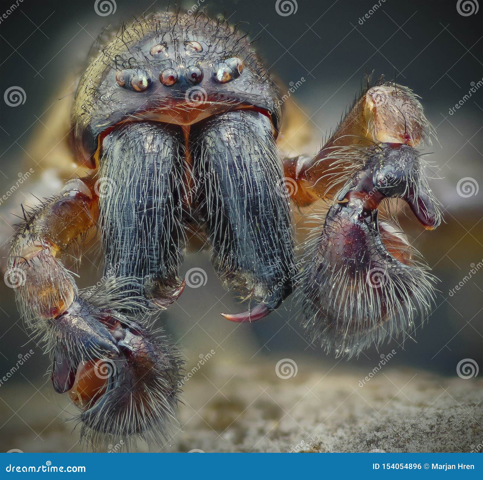 Male spider stacking image stock photo. Image of male - 154054896
