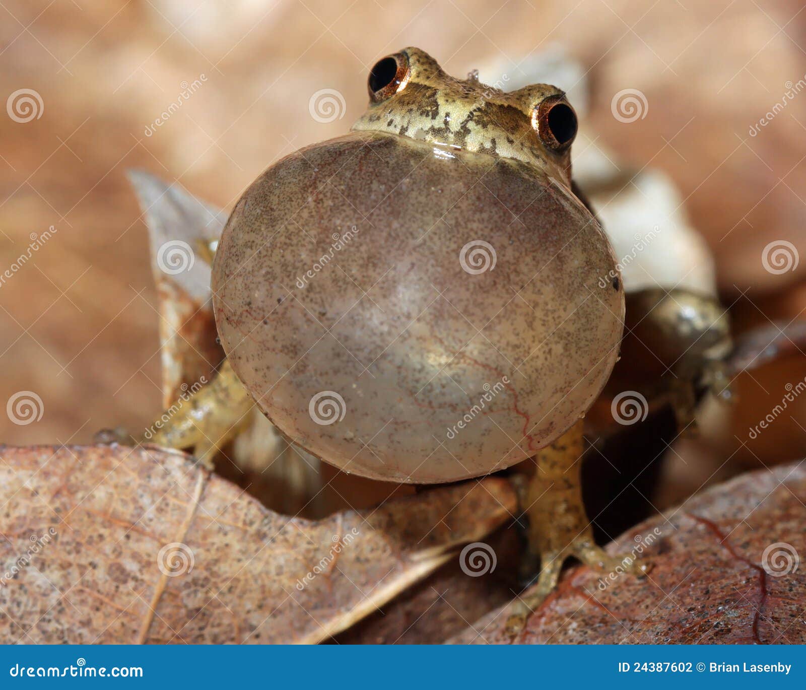 Male Spring Peeper Calling stock photo. Image of spring - 24387602