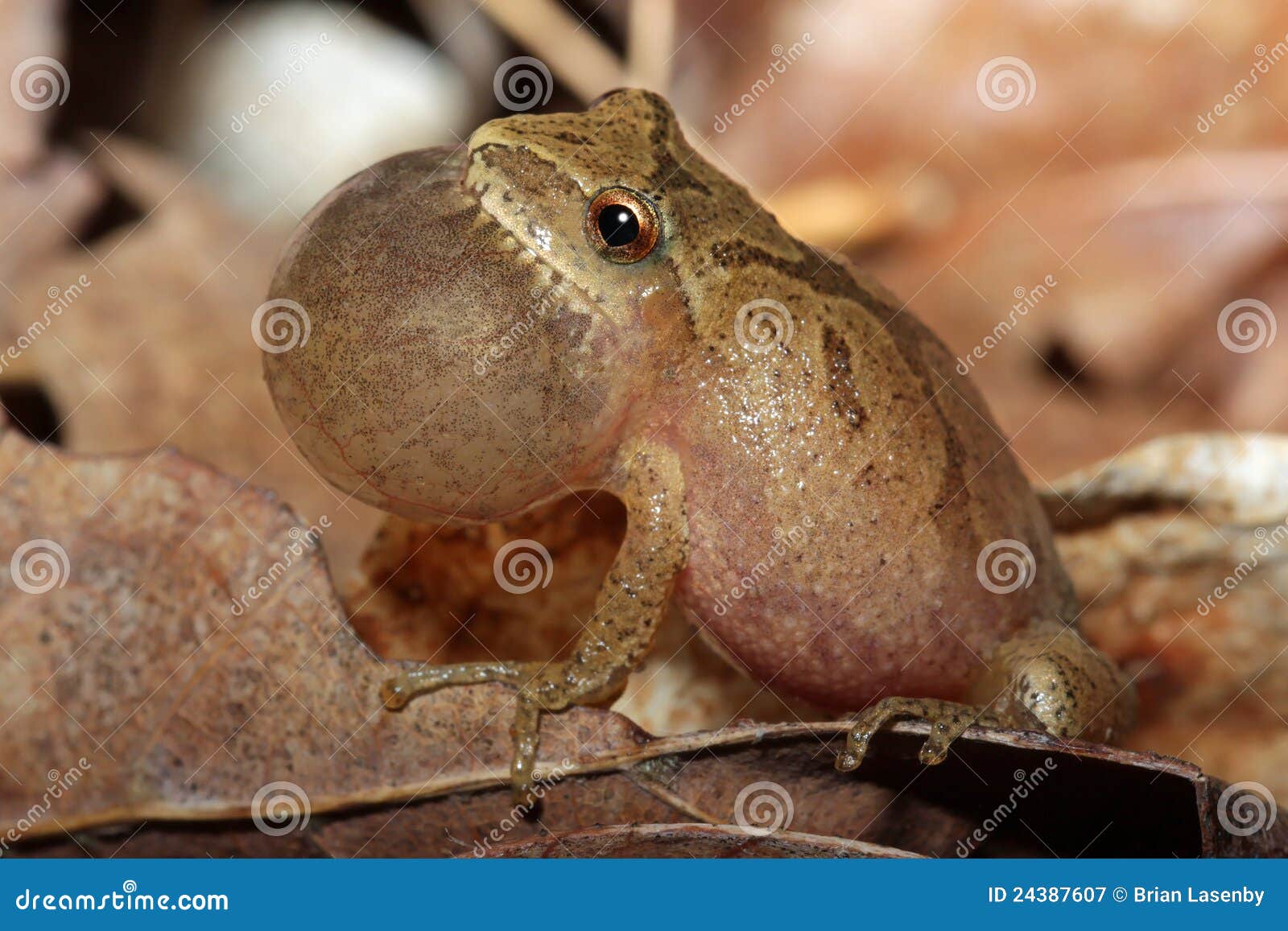 Male Spring Peeper Calling stock image. Image of america - 24387607