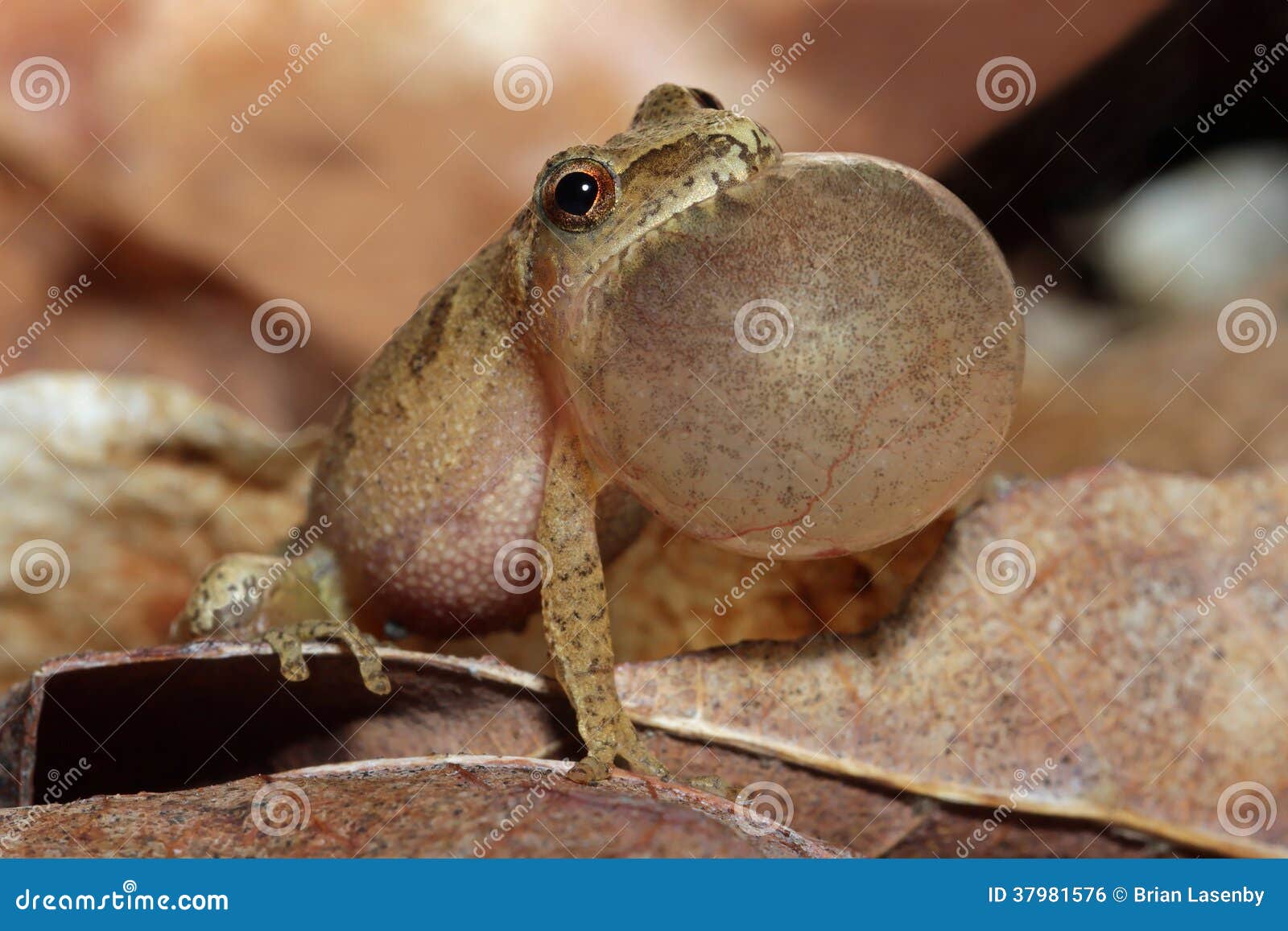 Male Spring Peeper Singing in Spring Stock Photo - Image of ...