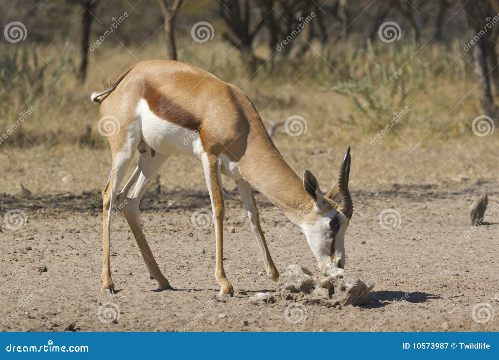 Male Springbok stock image. Image of antelope, gazelle - 10573987