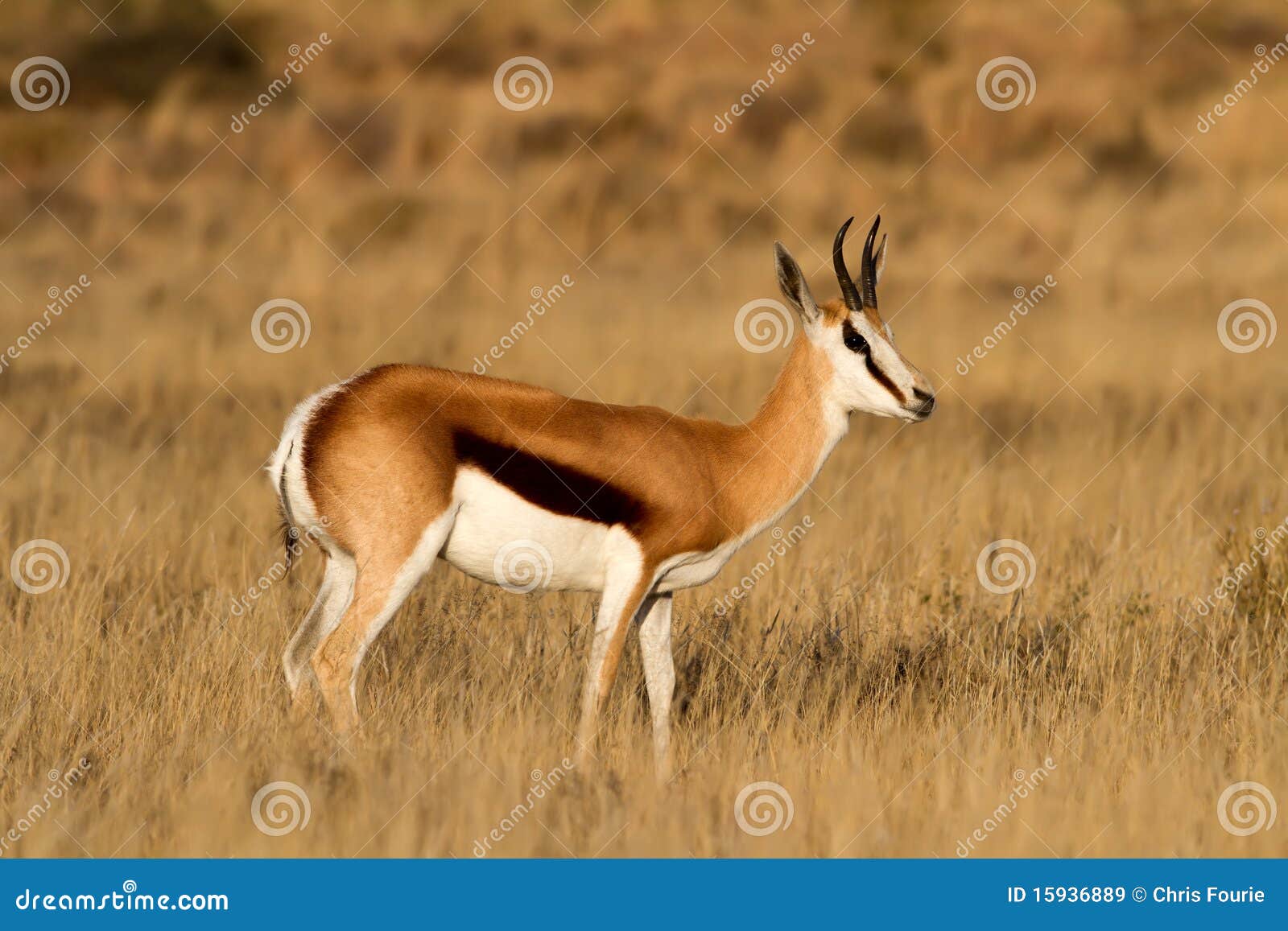 Male Springbok stock image. Image of tours, springbok - 15936889