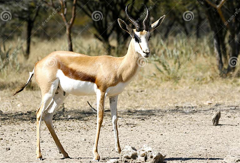 Male Springbok stock photo. Image of namibia, wildlife - 8549078