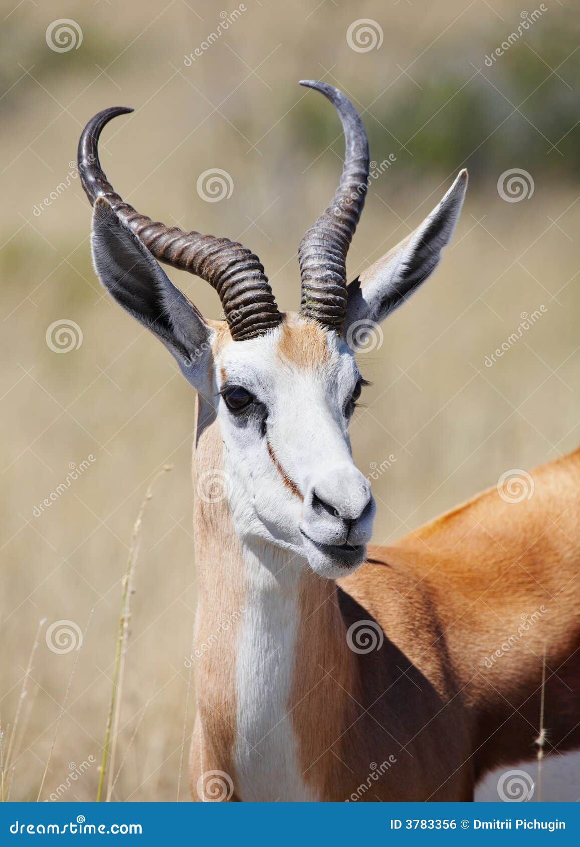 Male of springbok antelope stock photo. Image of antelope - 3783356