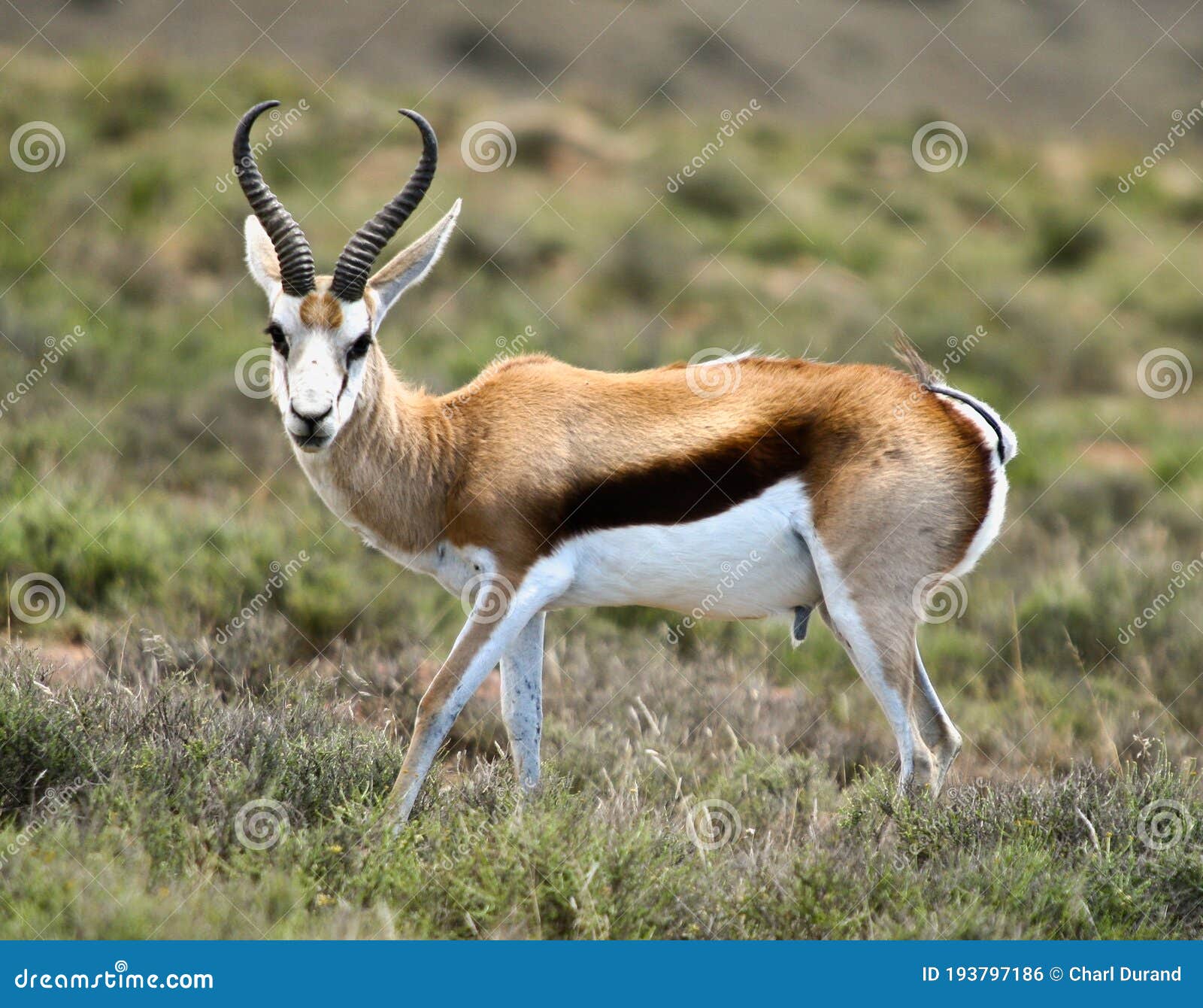 Male Springbok Showing Off Horns Stock Photo - Image of easterncape ...