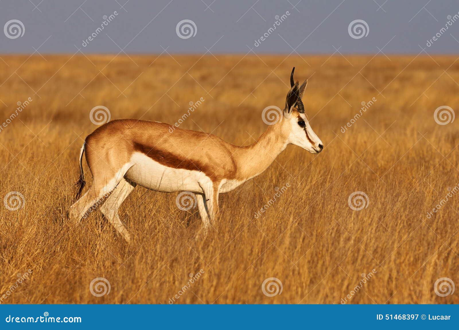 Male Springbok stock image. Image of namibia, buck, etosha - 51468397