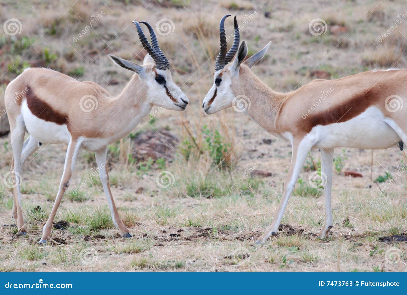 Male Springboks Fighting stock image. Image of male, horned - 7473763