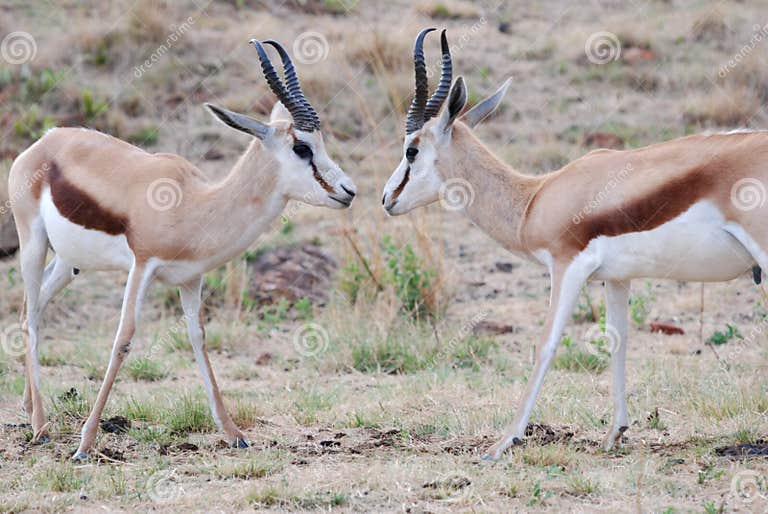 Male Springboks Fighting stock image. Image of male, horned - 7473763
