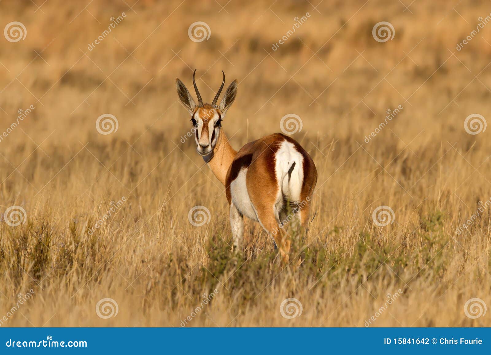 Male Springbuck stock photo. Image of marsupialis, habitat - 15841642