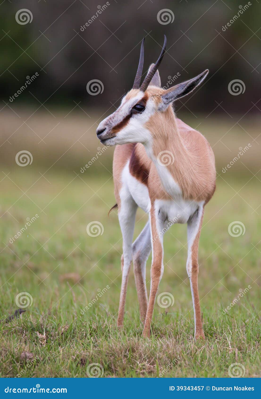 Male Springbuck Antelope stock image. Image of gazelle - 39343457