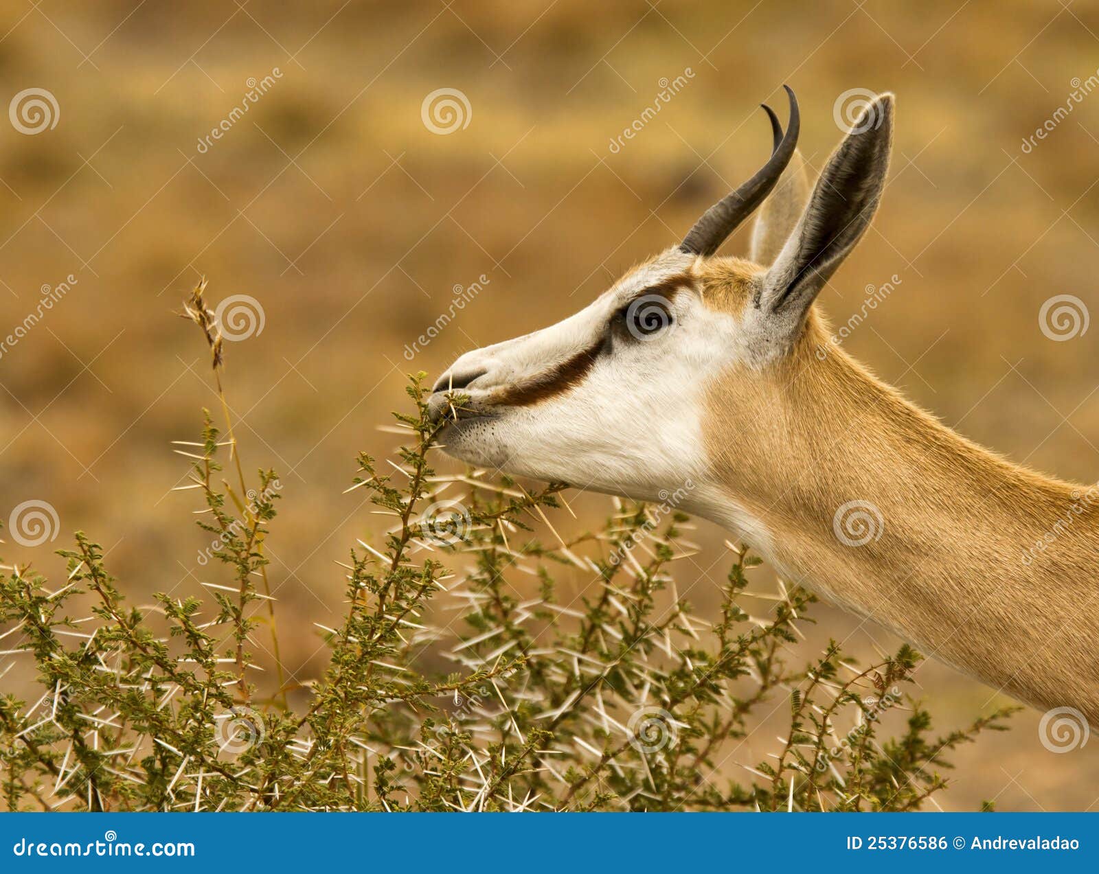 Male Springbuck/ Springbok Grazing Stock Photo - Image of horns, safari ...