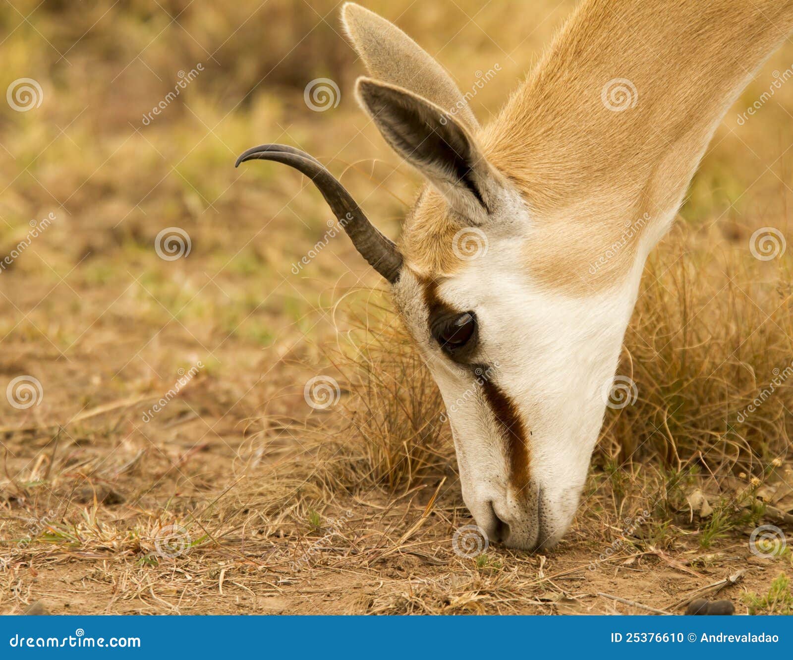 Male Springbuck/ Springbok Grazing Stock Photo - Image of nature ...