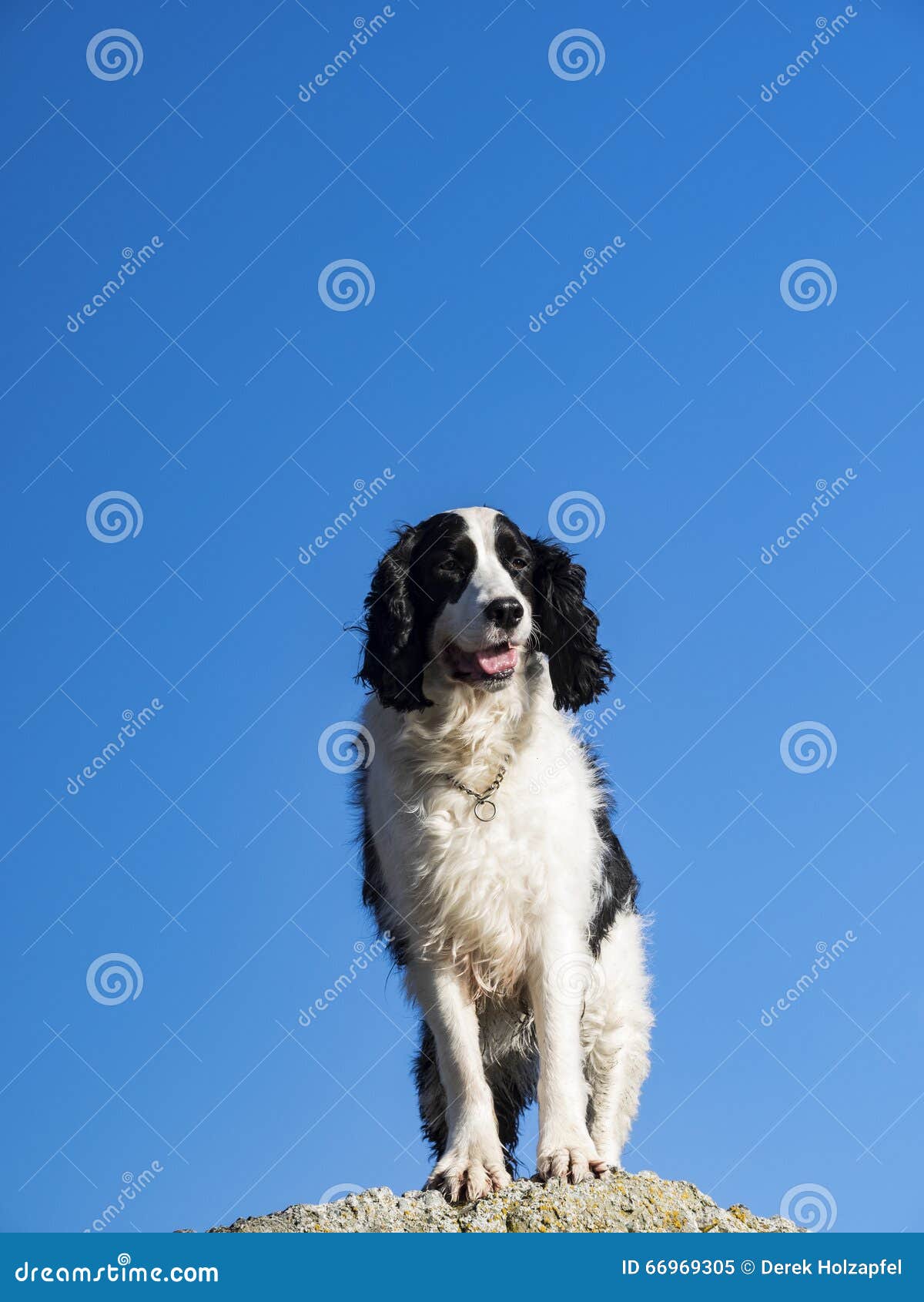 Male Springer Spaniel stock image. Image of outdoors - 66969305