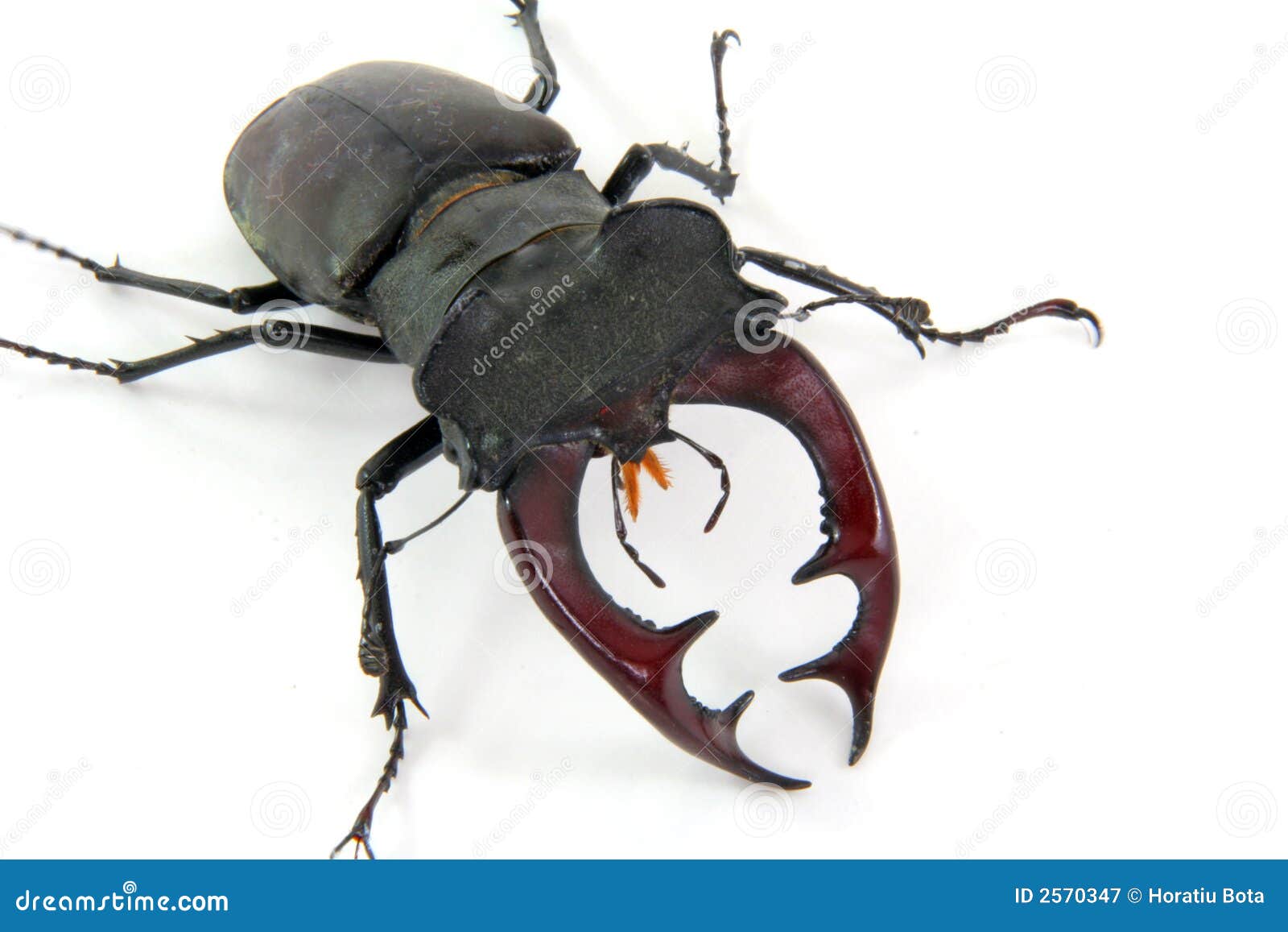 Male Stag Beetle Bug Insect. Closeup Front View Isolated On Whit Stock ...