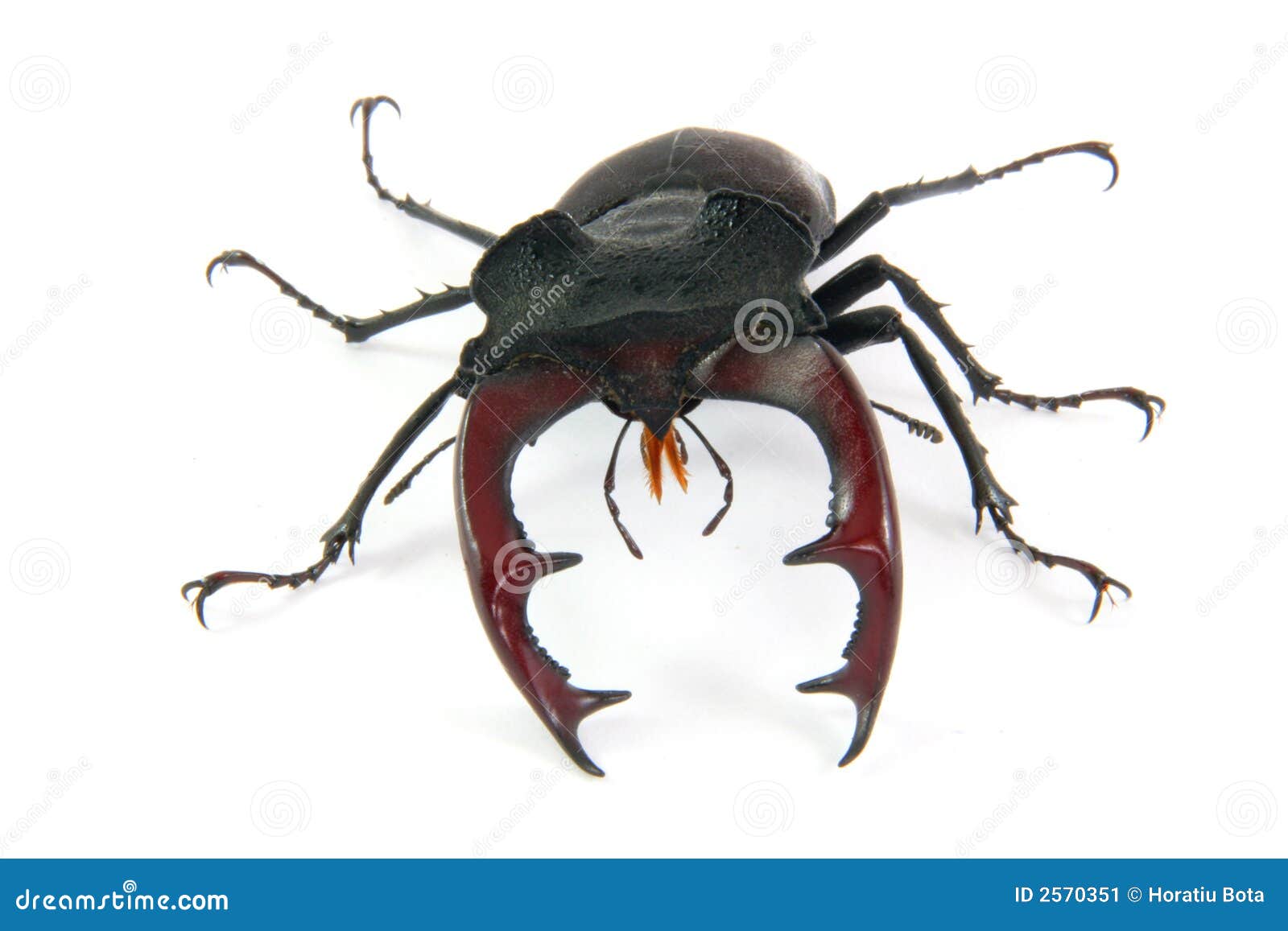 Male Stag Beetle Bug Insect. Closeup Front View Isolated On Whit Stock ...