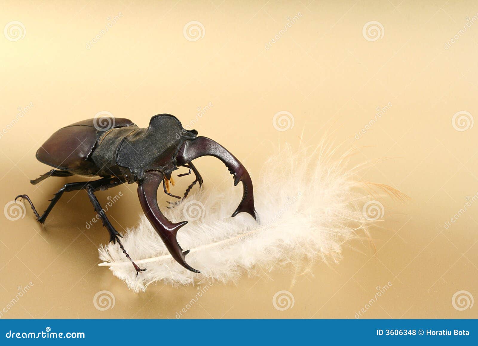 Feather Horned Beetle Stock Photos - Free & Royalty-Free Stock Photos ...