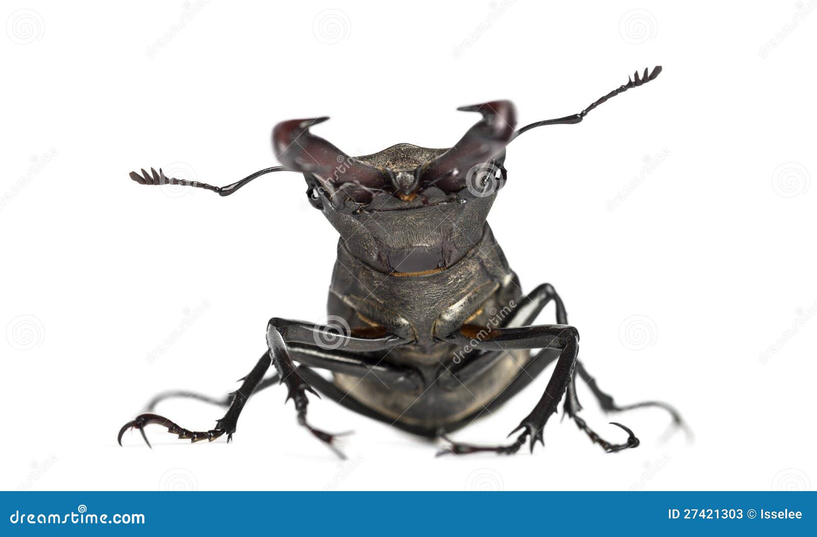 Male Stag Beetle Bug Insect. Closeup Front View Isolated On Whit Stock ...