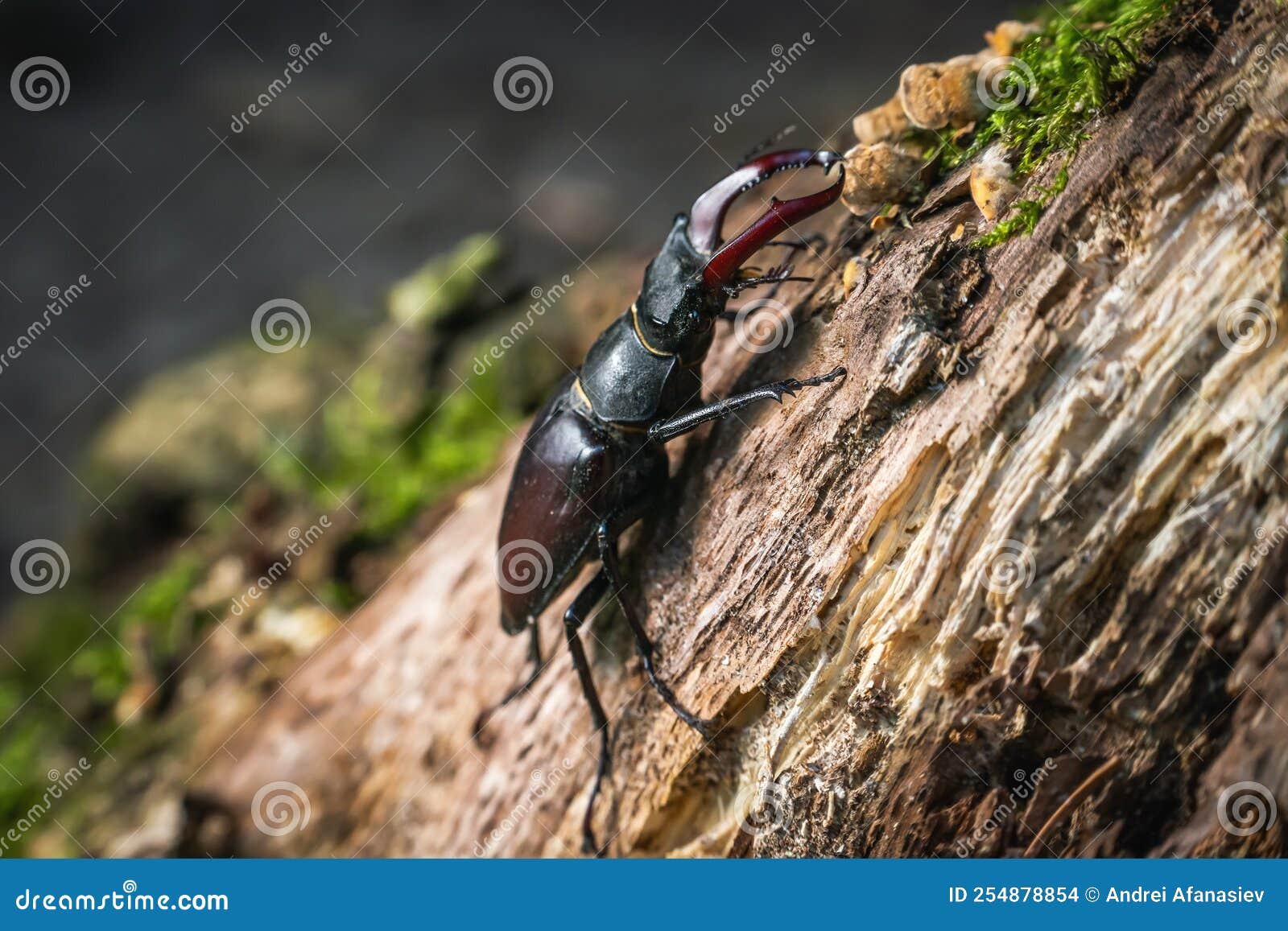 Male Stag Beetle Lucanus Cervus Sitting on a Tree Stump in the Forest ...