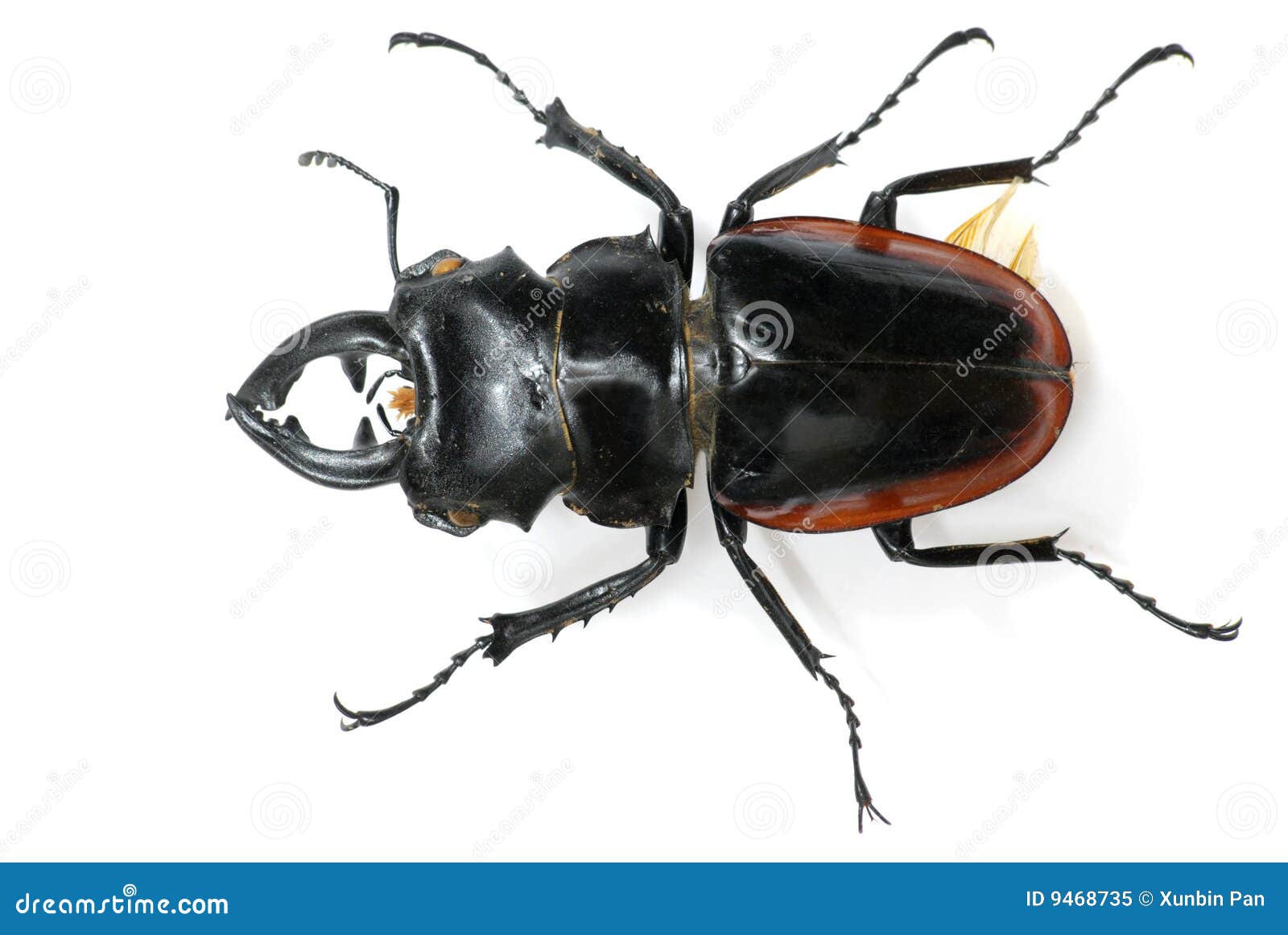 Male Stag Beetle Bug Insect. Closeup Front View Isolated On Whit Stock ...