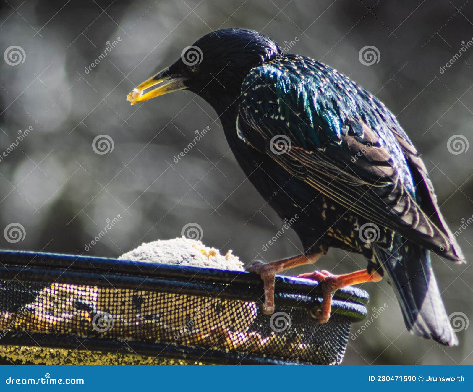 Male Starling feeding. stock photo. Image of blue, wildlife - 280471590