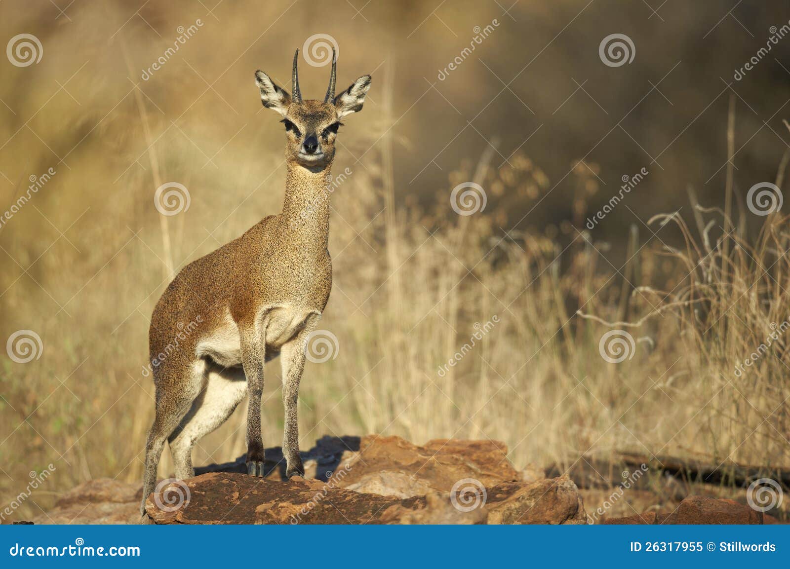 Male steenbok stock image. Image of rock, botswana, wildlife - 26317955
