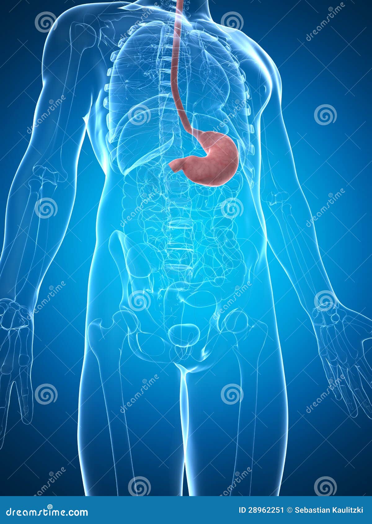 Male stomach stock illustration. Illustration of transparent - 28962251