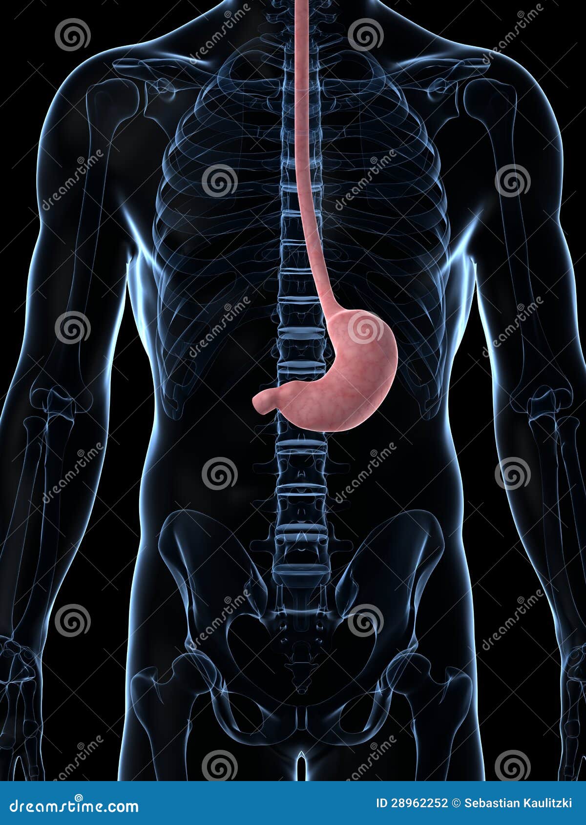 Male stomach stock illustration. Illustration of anatomical - 28962252