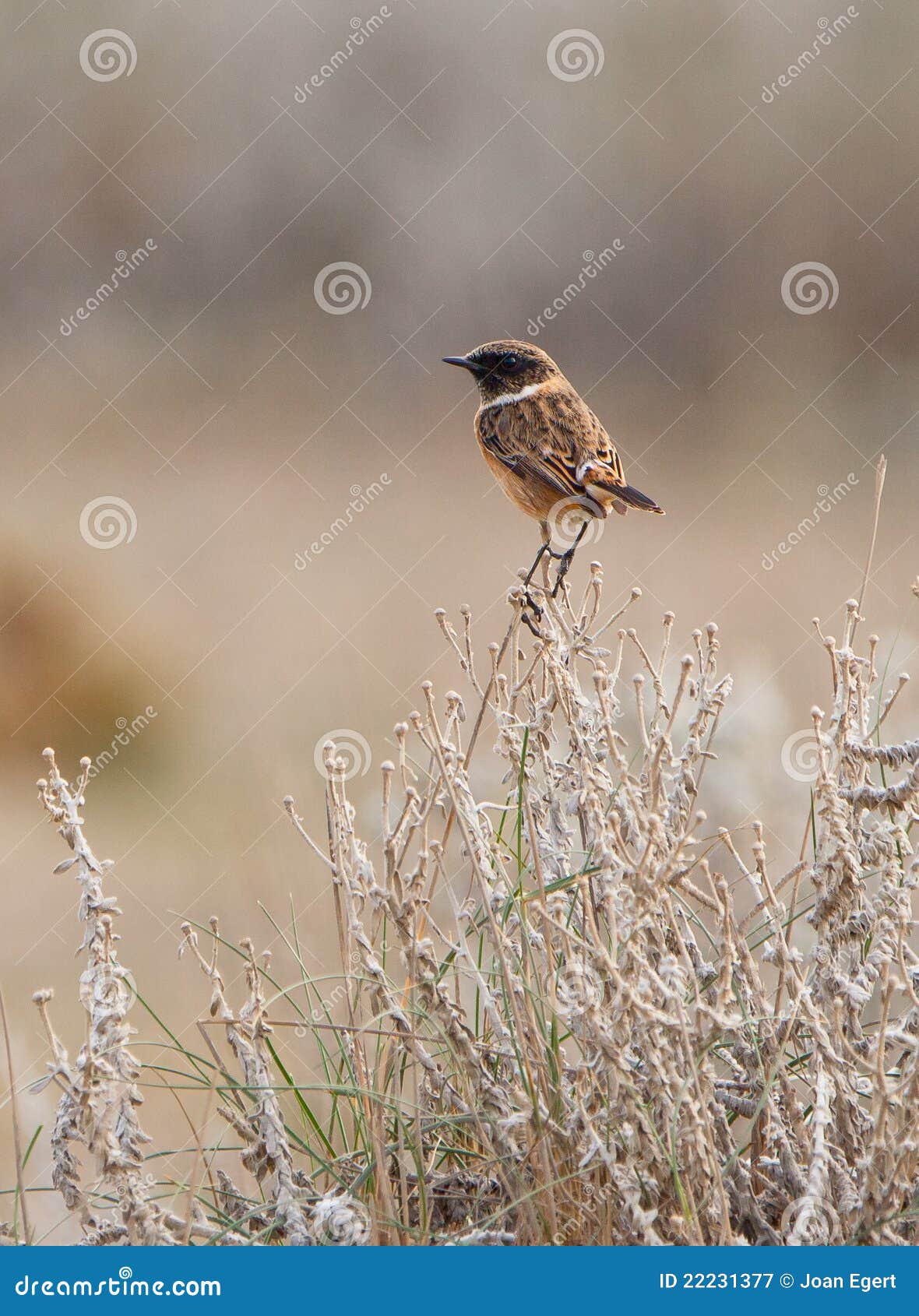 A male Stonechat stock image. Image of saxicola, confident - 22231377