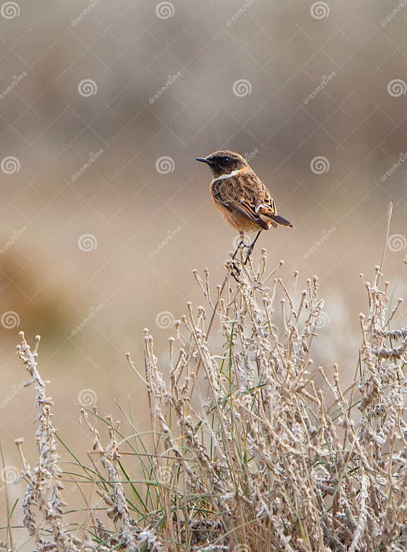 A male Stonechat stock image. Image of saxicola, confident - 22231377