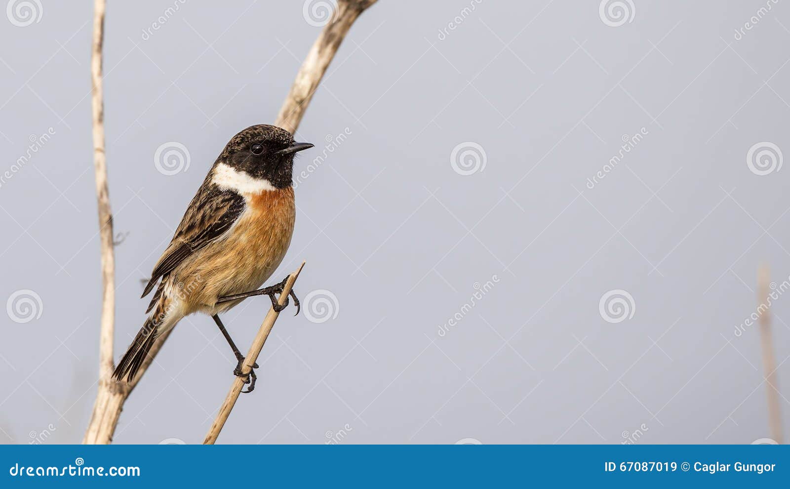 Male Stonechat on Tree Branch Stock Image - Image of rubicola, feather ...