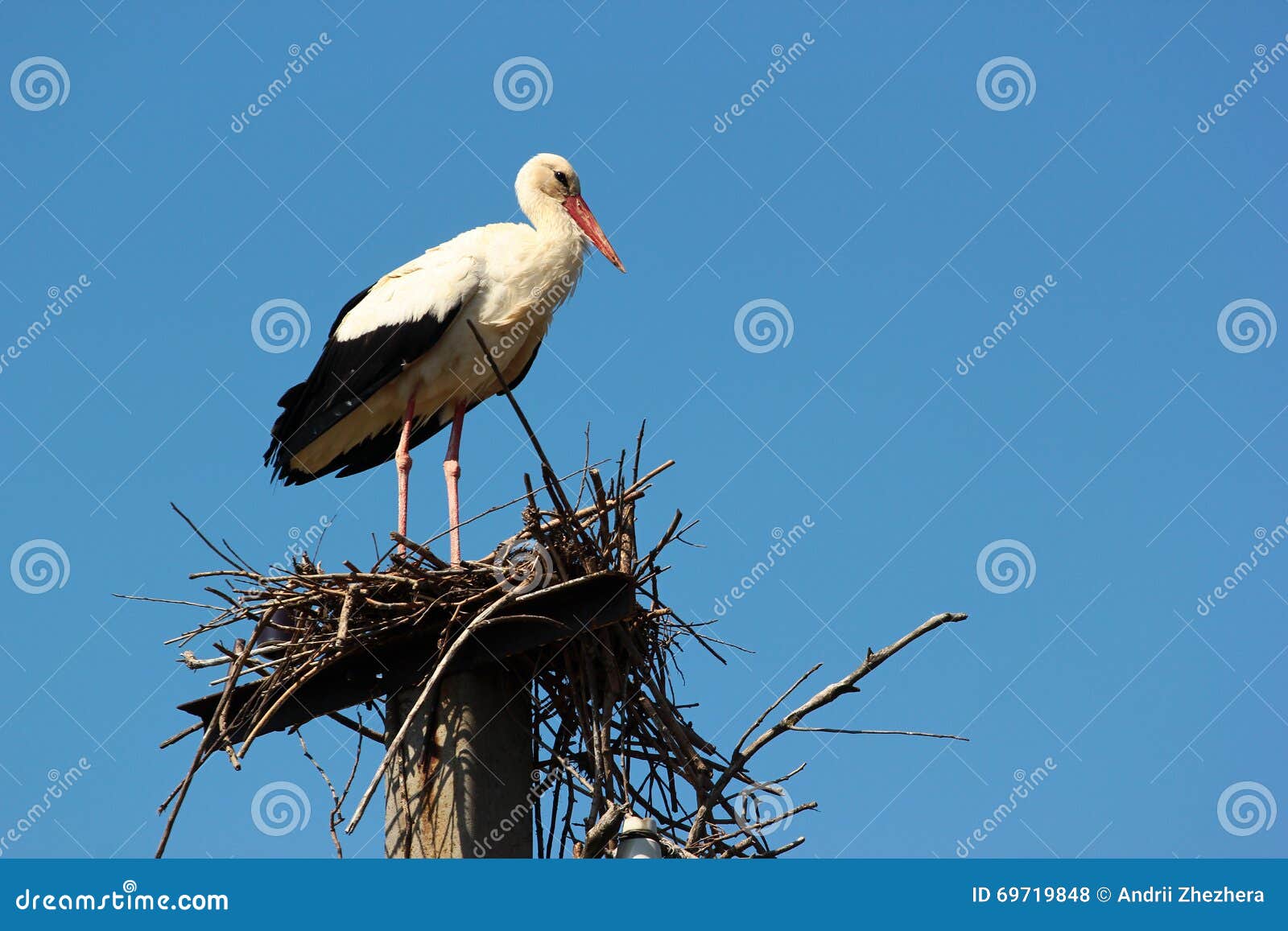 Male stork in the nest stock photo. Image of fauna, comfort - 69719848