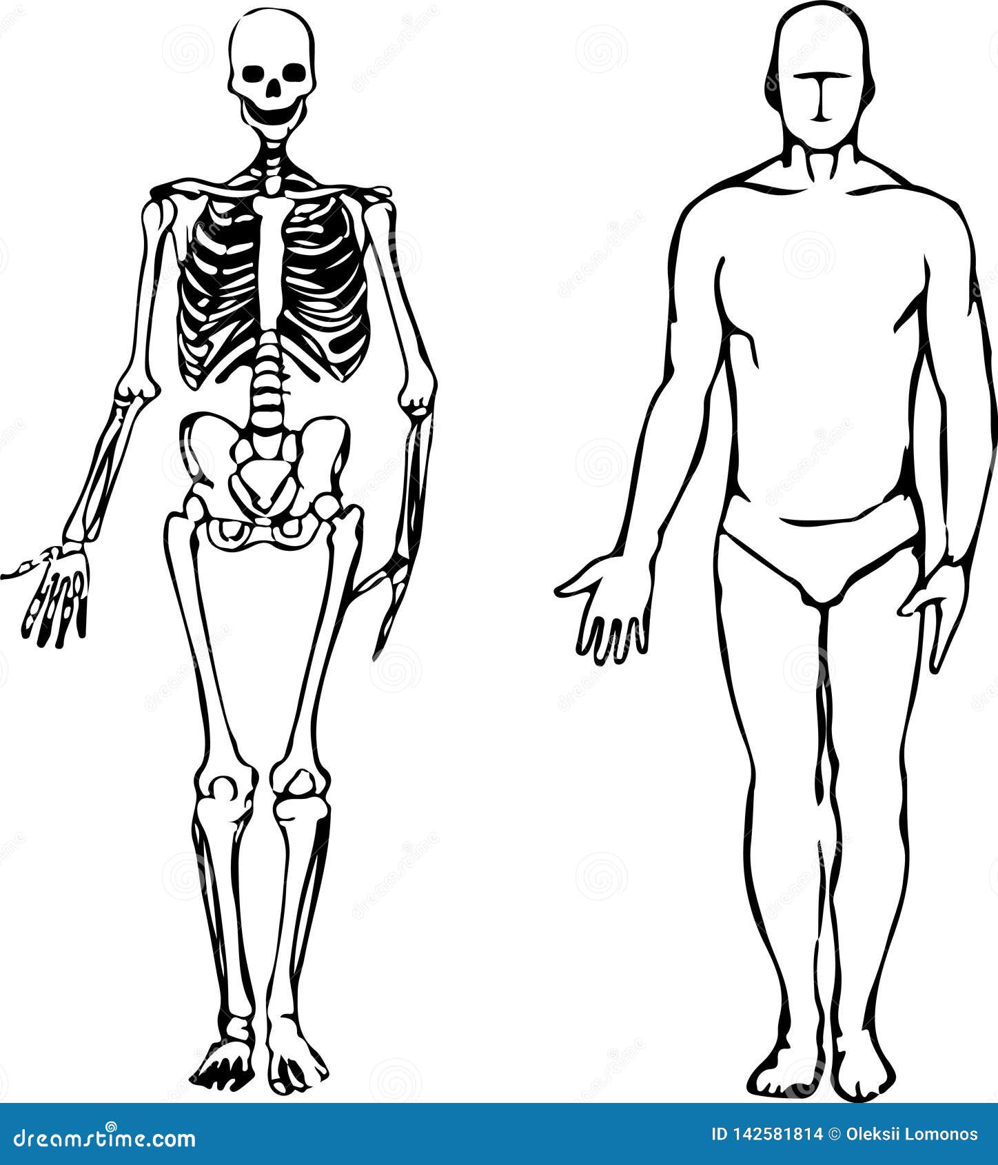 Male Structurally Draw and in the Shape of a Skeleton with a Pencil ...