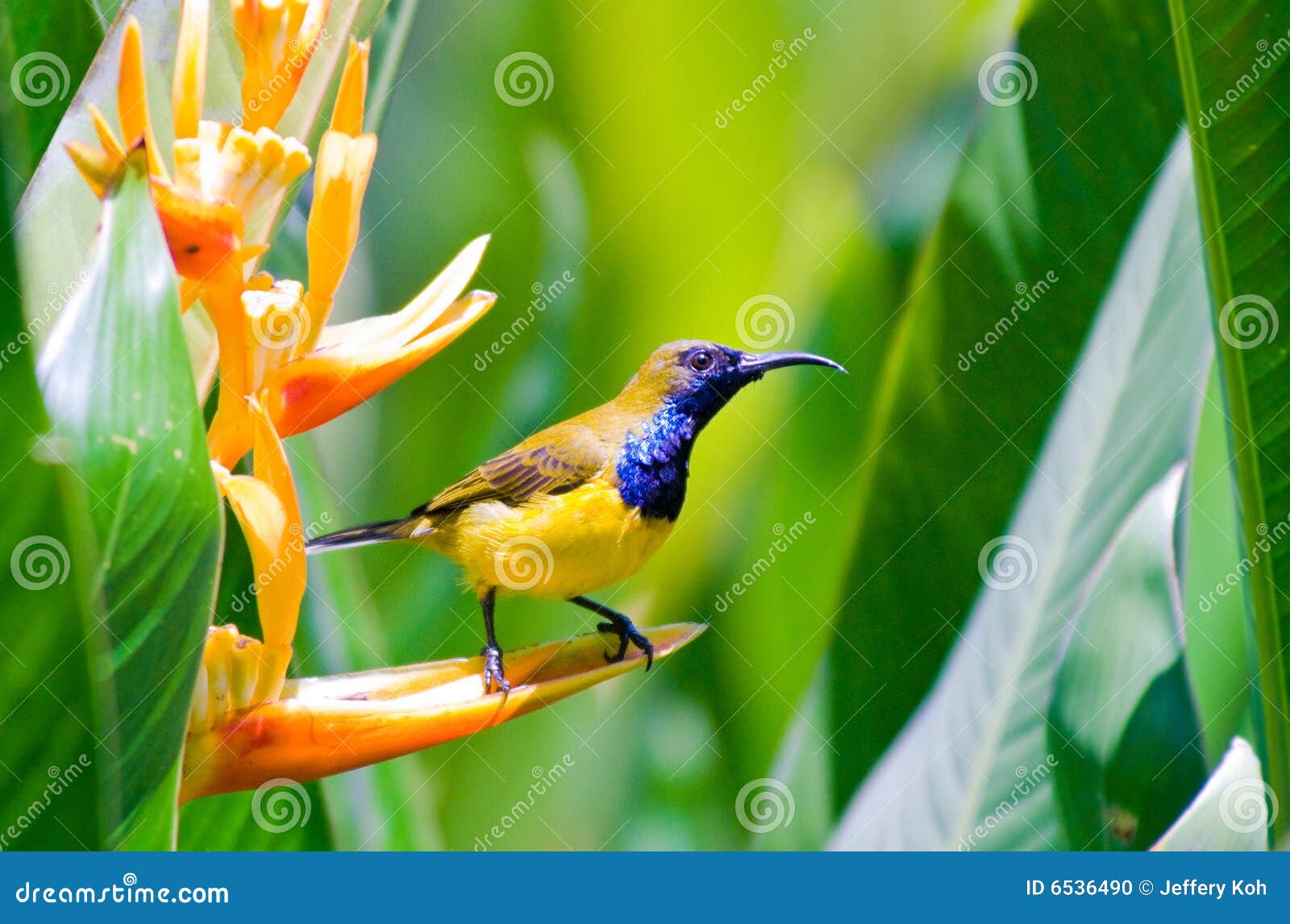 SUnbird Among The Heliconia Royalty-Free Stock Photography ...