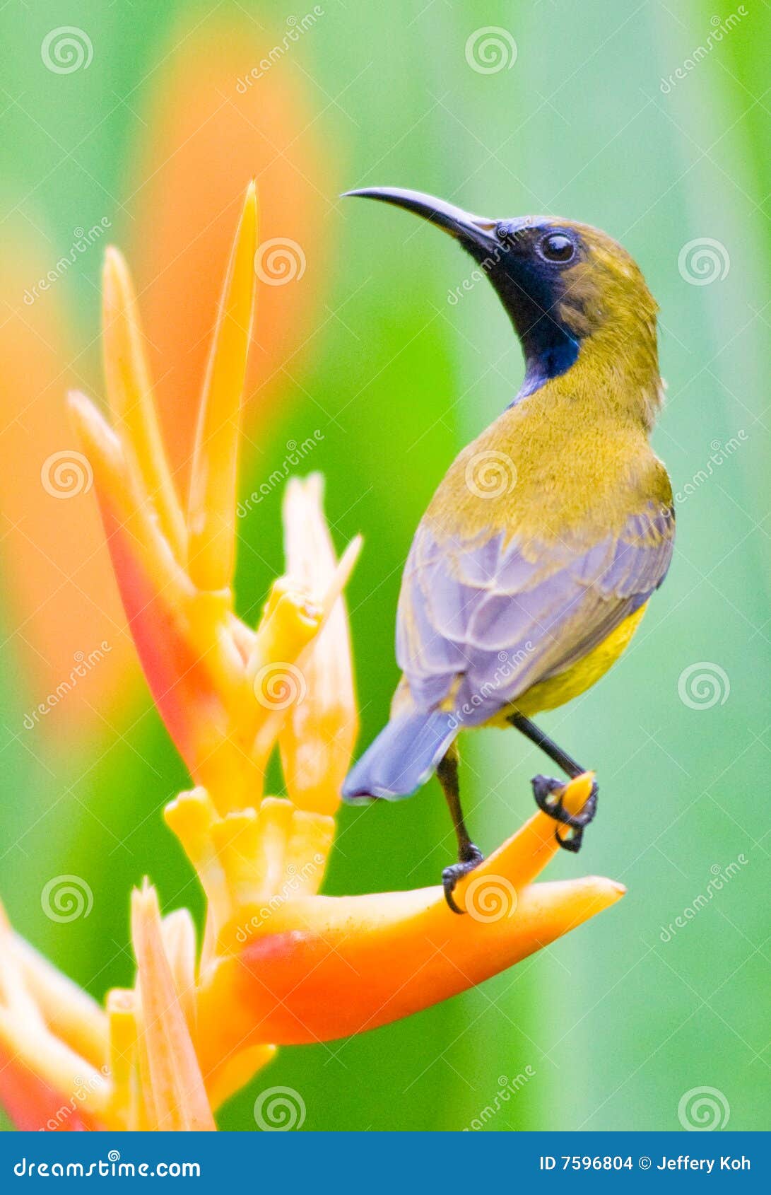 Male Sunbird Perched on Heliconia Flower Stock Photo - Image of sunbird ...