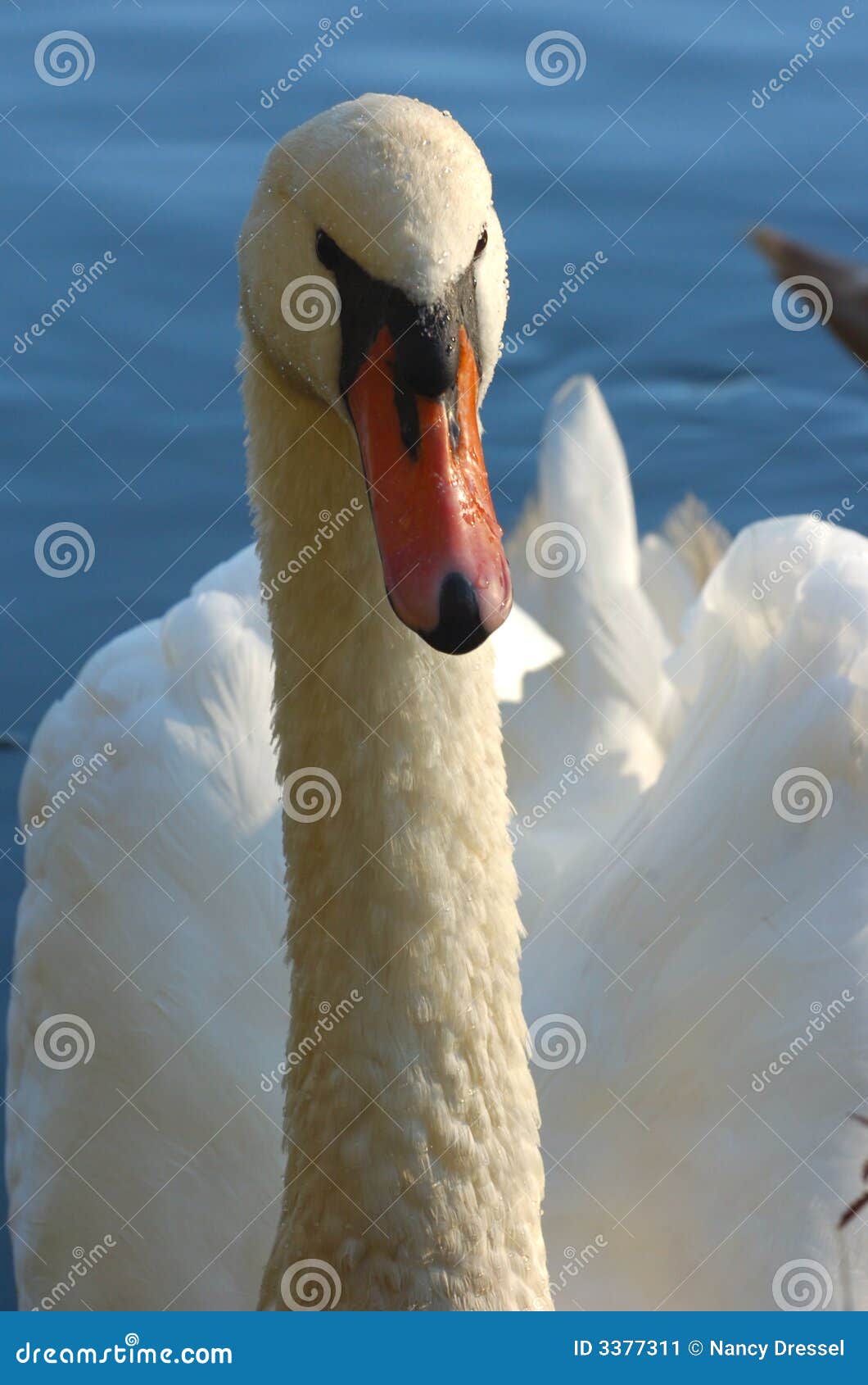 Male swan stock image. Image of lake, calm, paradise, animals - 3377311