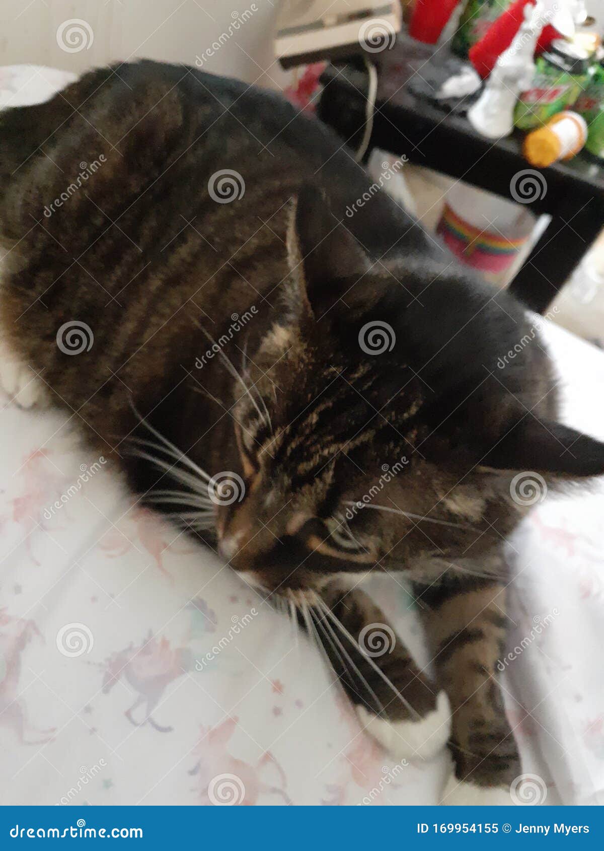 Male Tabby Cat stock image. Image of tabby, baby, male - 169954155