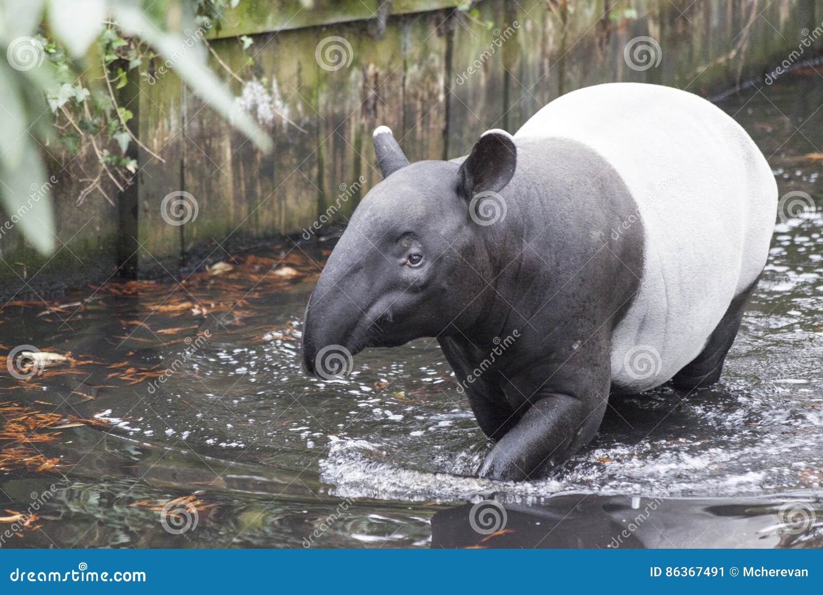 The Male Tapir Swimming in a River in the Jungle . Stock Image - Image ...