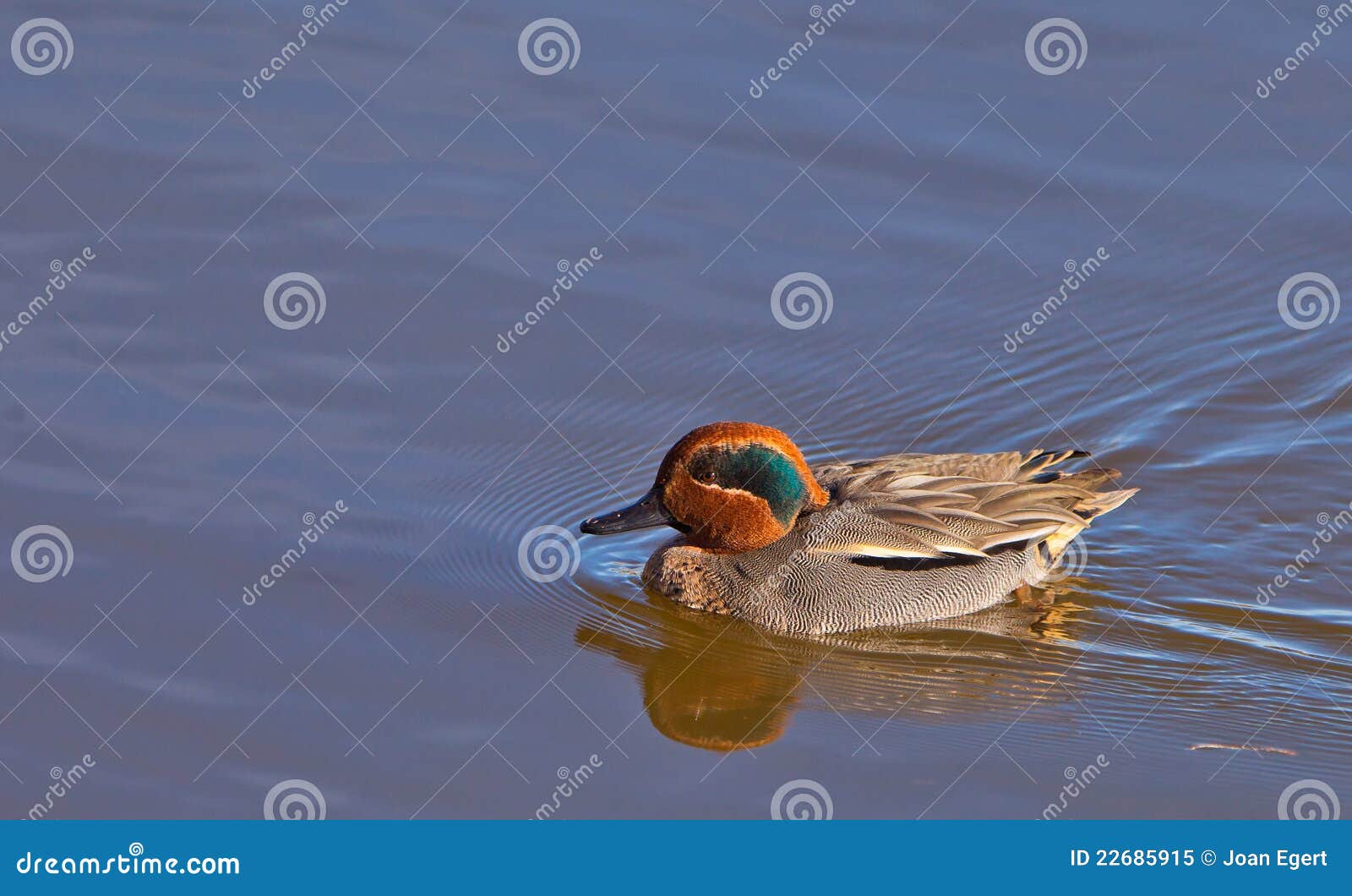 A Male Teal in the Evening Sun Stock Image - Image of life, aiguamolls ...