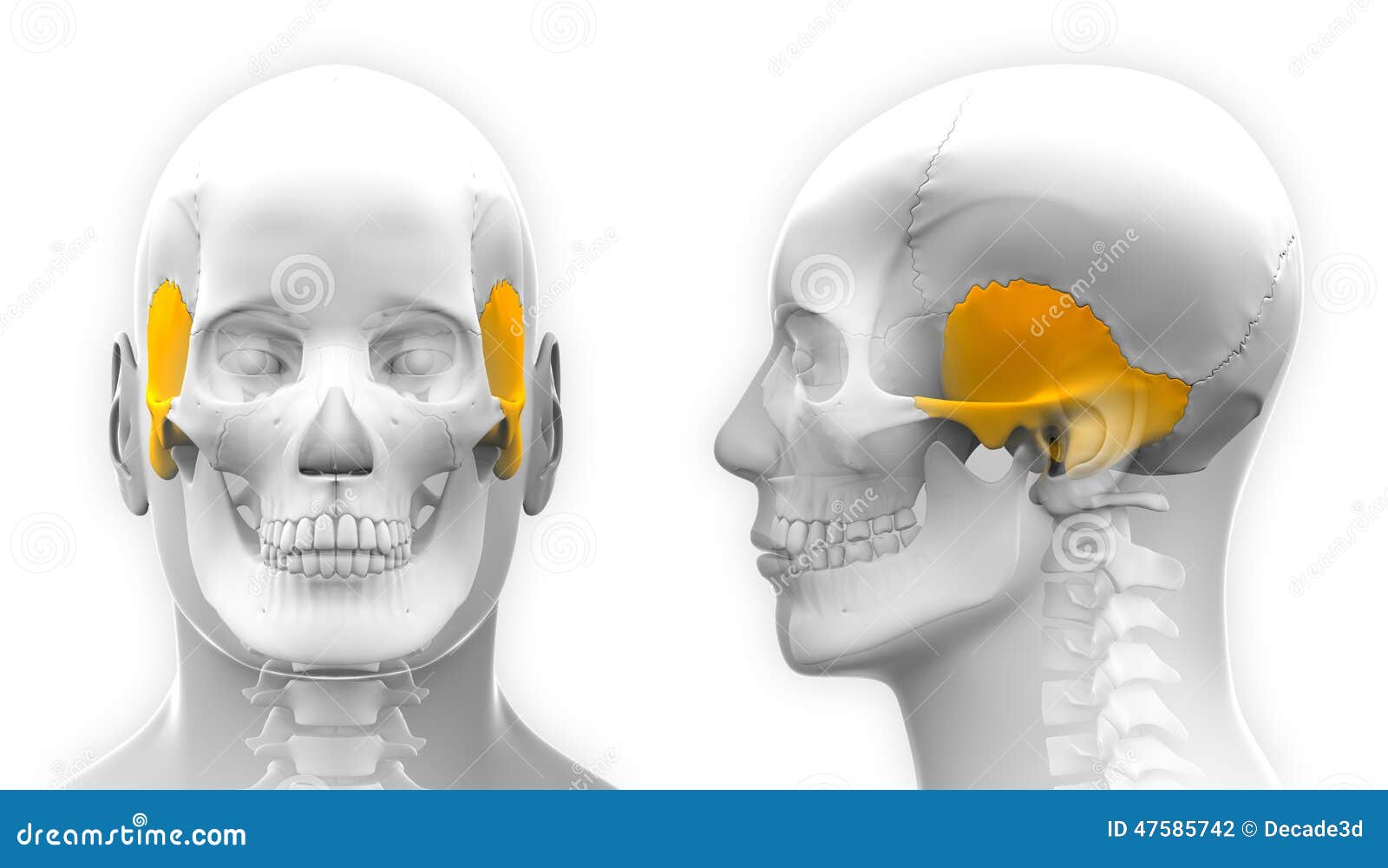 Male Temporal Bone Skull Anatomy - Isolated on White Stock Illustration ...