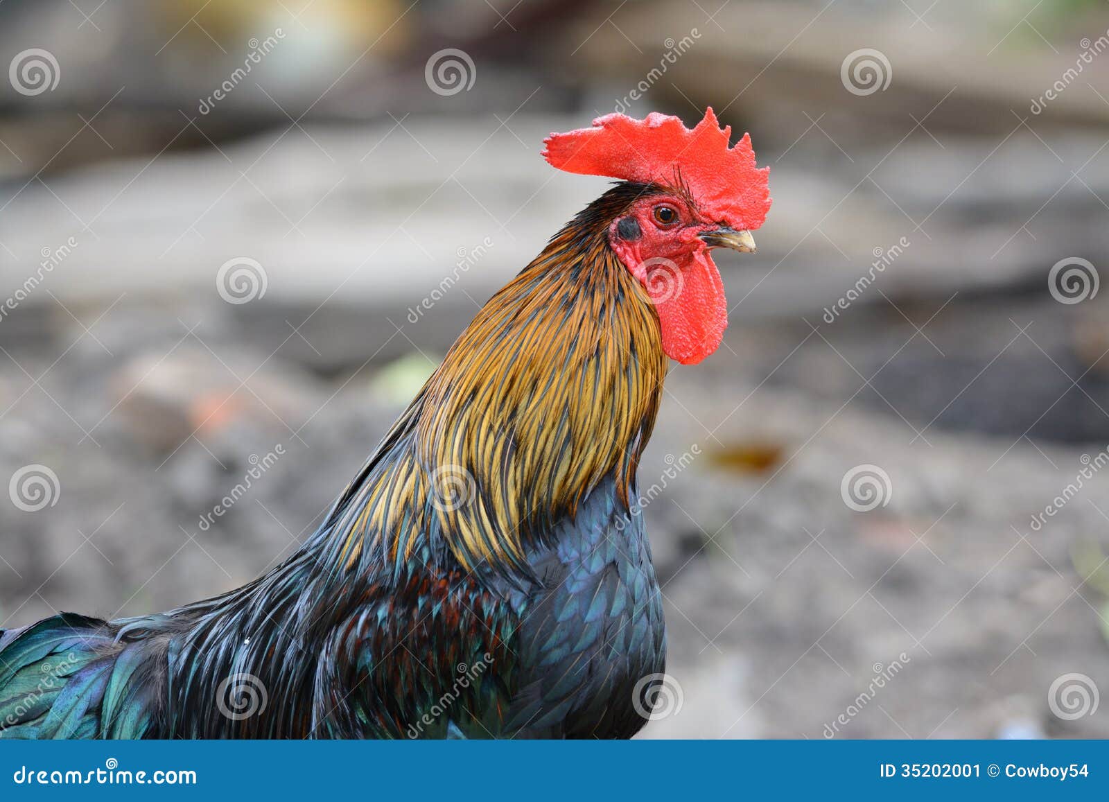 Male Thai native rooster stock image. Image of feather - 35202001
